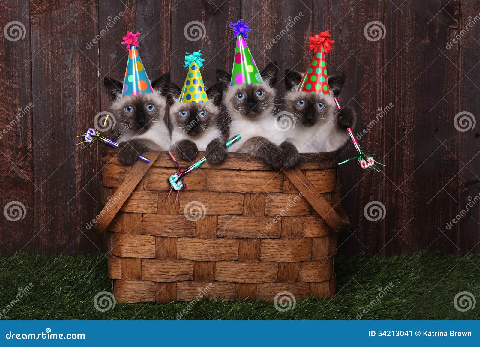 Siamese Kittens Celebrating a Birthday with Hats Stock Image - Image of ...