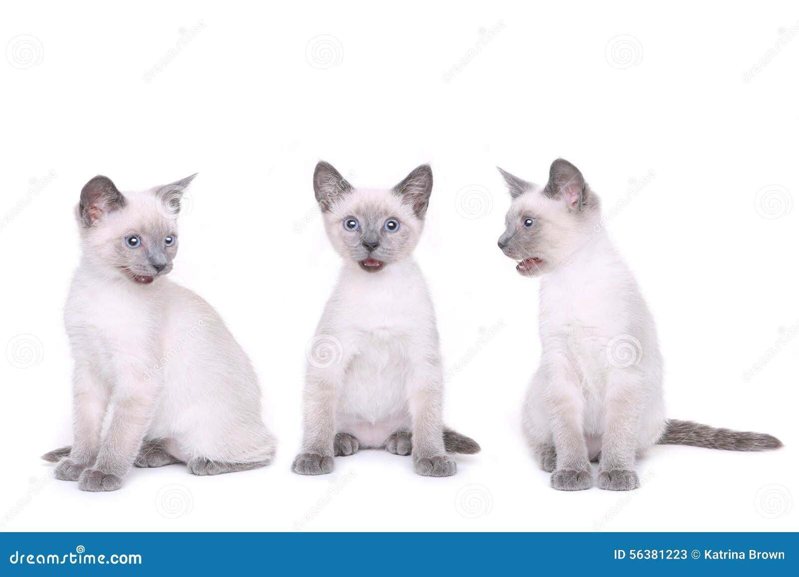 Siamese Kittens on a White Background Stock Image - Image of adorable ...
