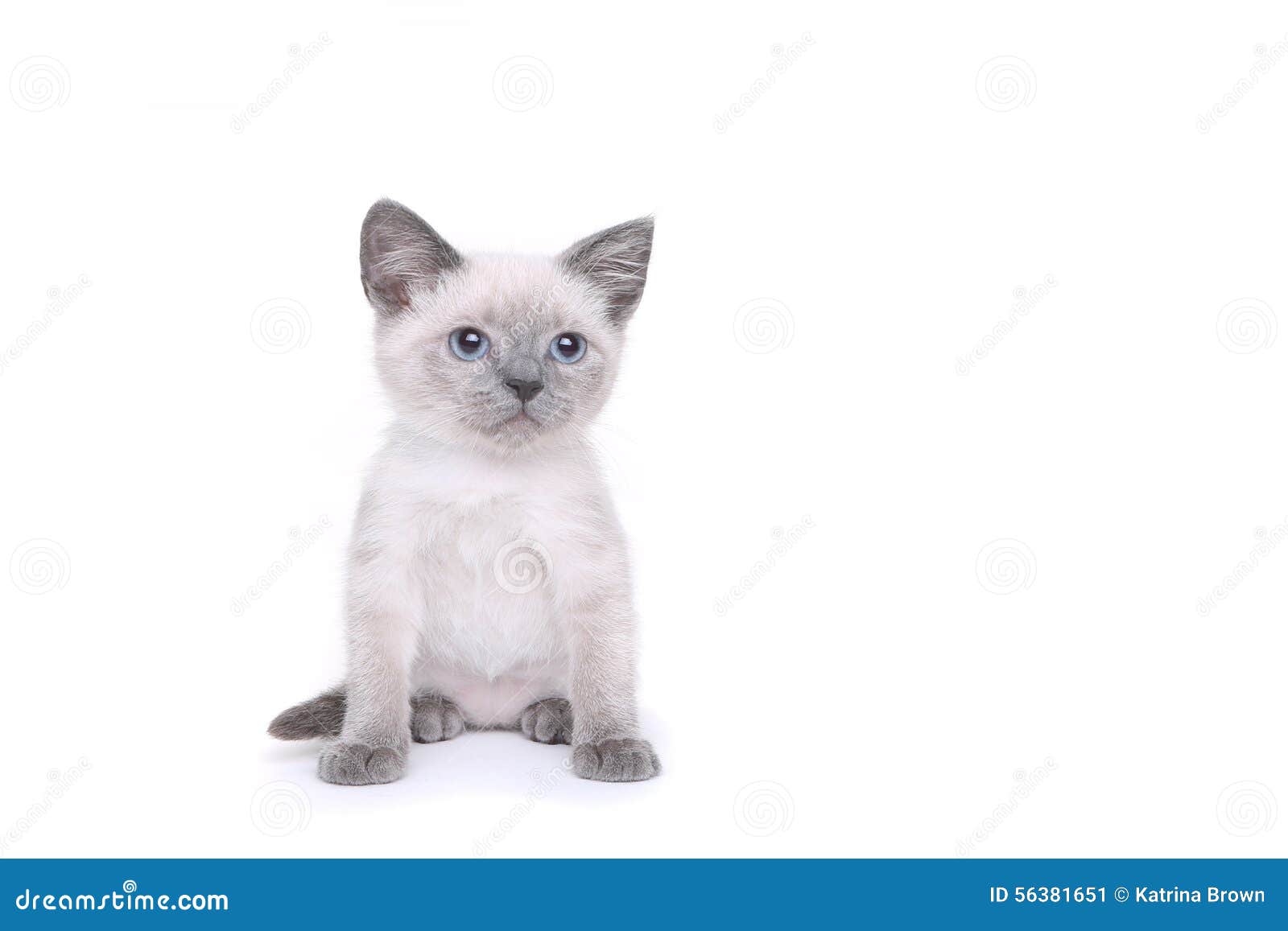 Siamese Kittens on a White Background Stock Image - Image of hair ...
