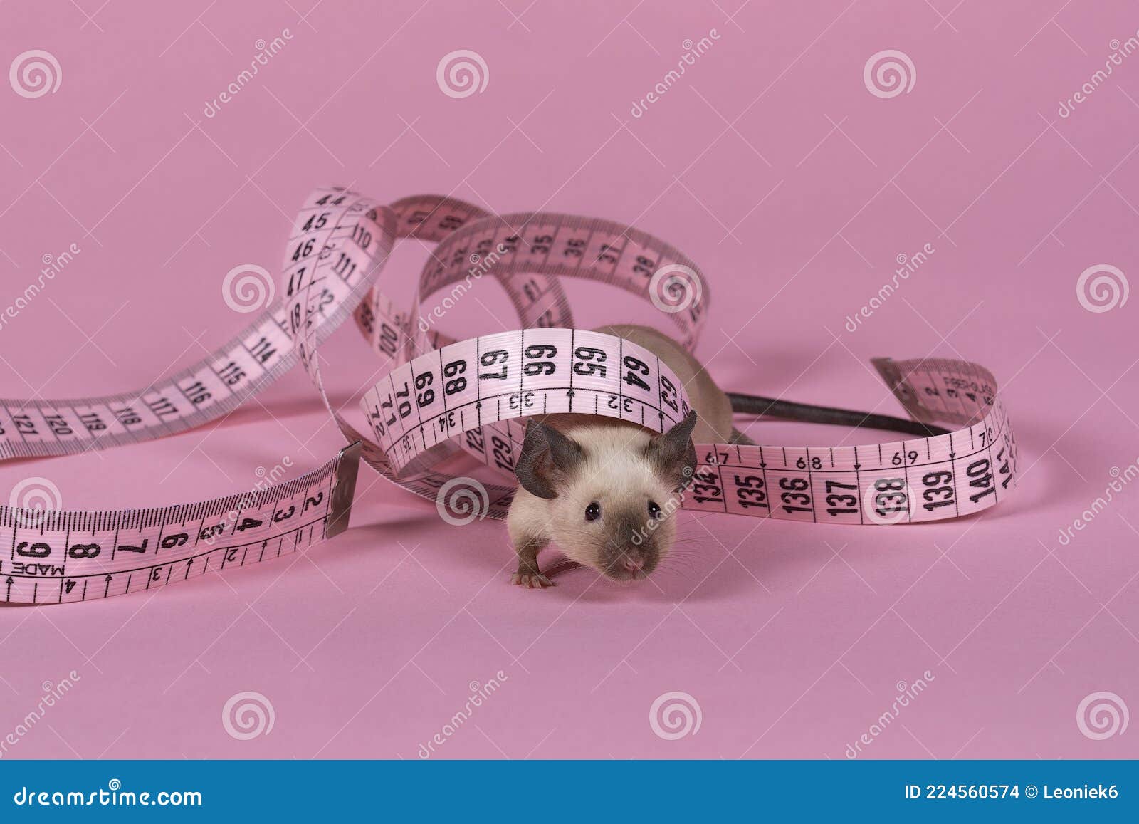 Siamese Mouse with a Measuring Lint or Centimetre in a Pink Setting ...