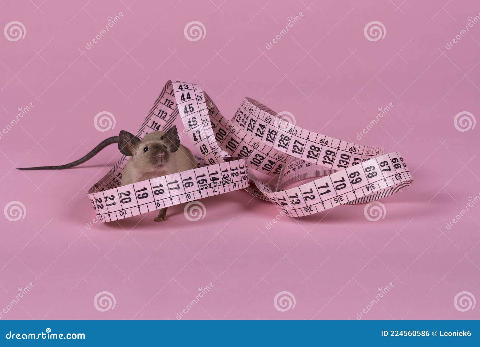 Siamese Mouse with a Measuring Lint or Centimetre in a Pink Setting ...