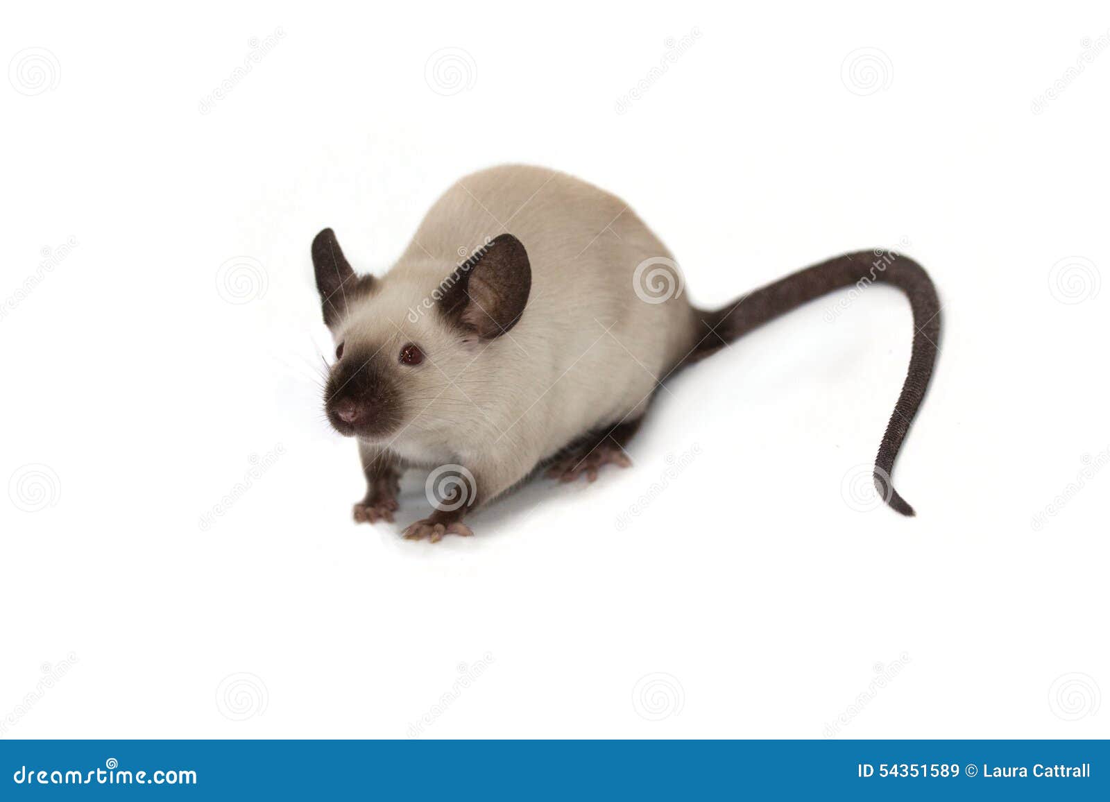 119 Little Siamese Mouse Photos - Free & Royalty-Free Stock Photos from ...