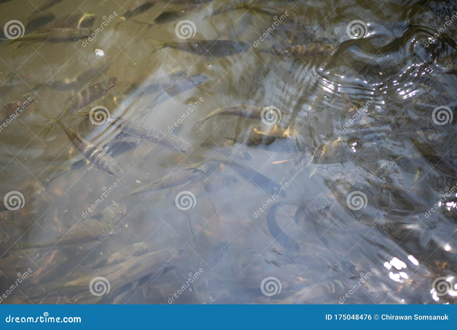 Siamese Mud Carp Fish in Water Stock Photo - Image of meat, mekong ...