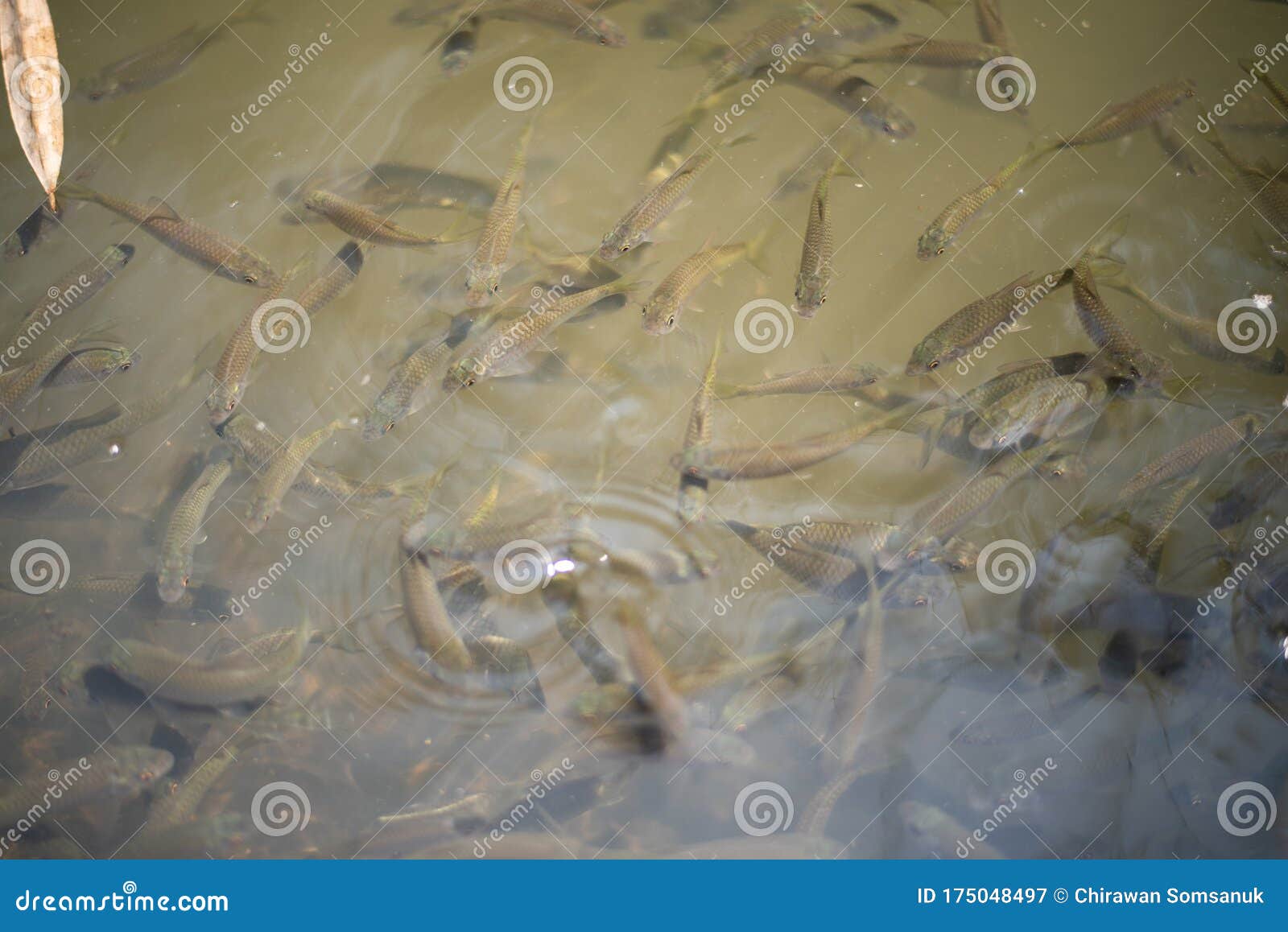 Siamese Mud Carp Fish in Water Stock Image - Image of aquarium, food ...