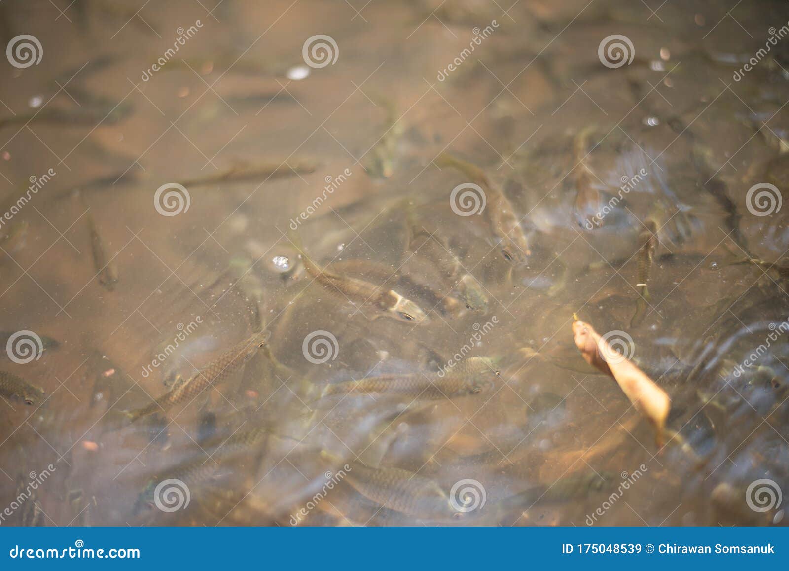 Siamese Mud Carp Fish in Water Stock Image - Image of asian, healthy ...