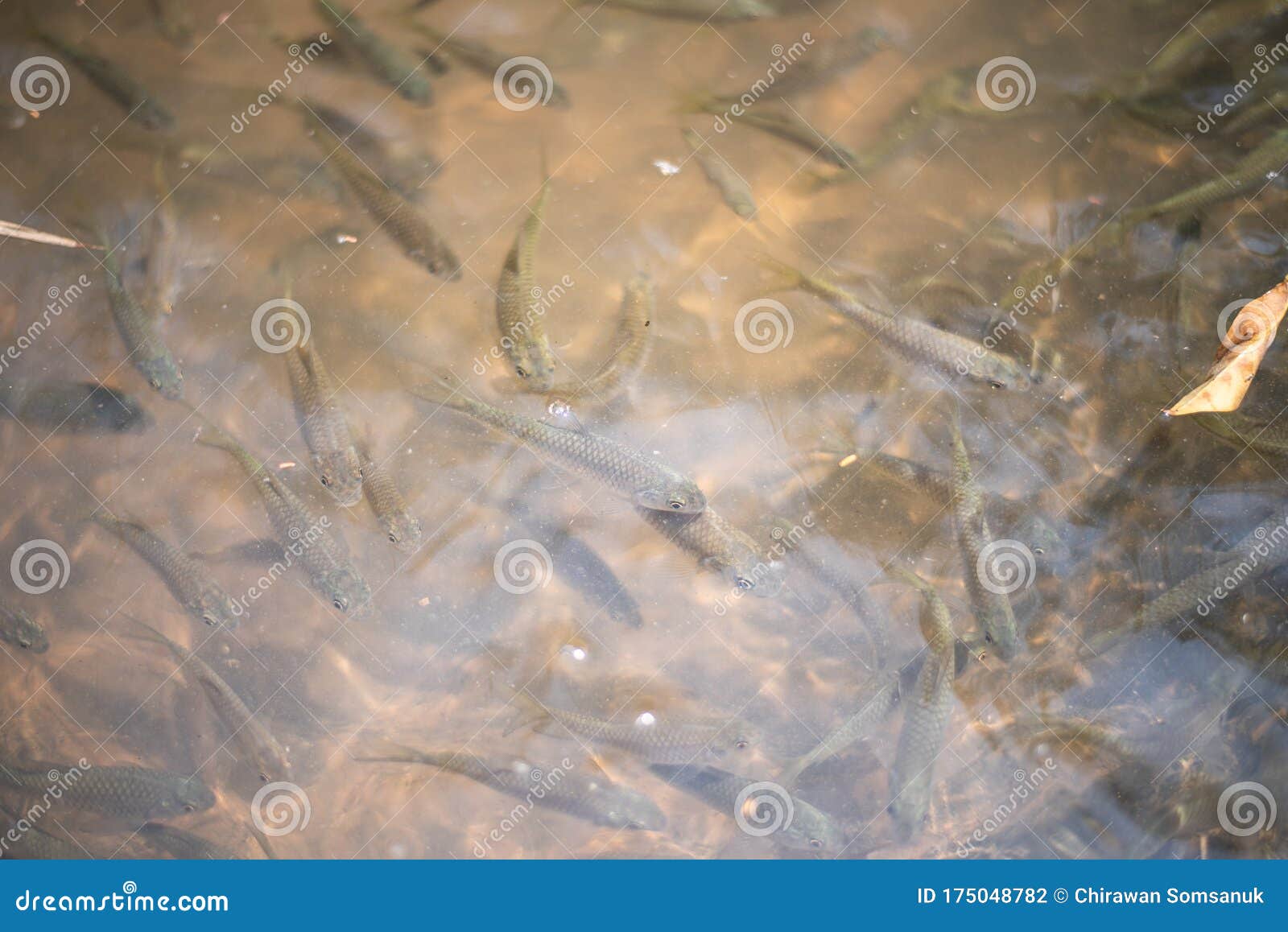 Siamese Mud Carp Fish in Water Stock Photo - Image of mediterranean ...