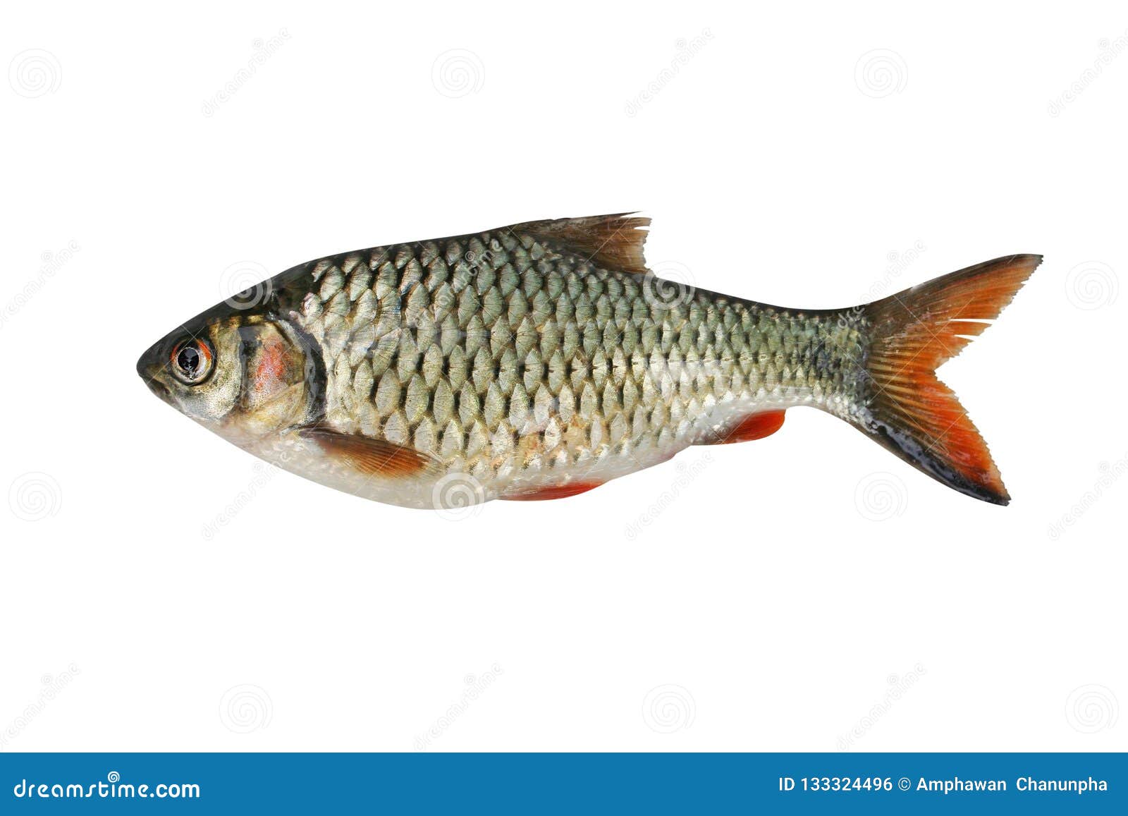 Siamese Mud Carp,small Freshwater,asia Stock Photo - Image of isolated ...