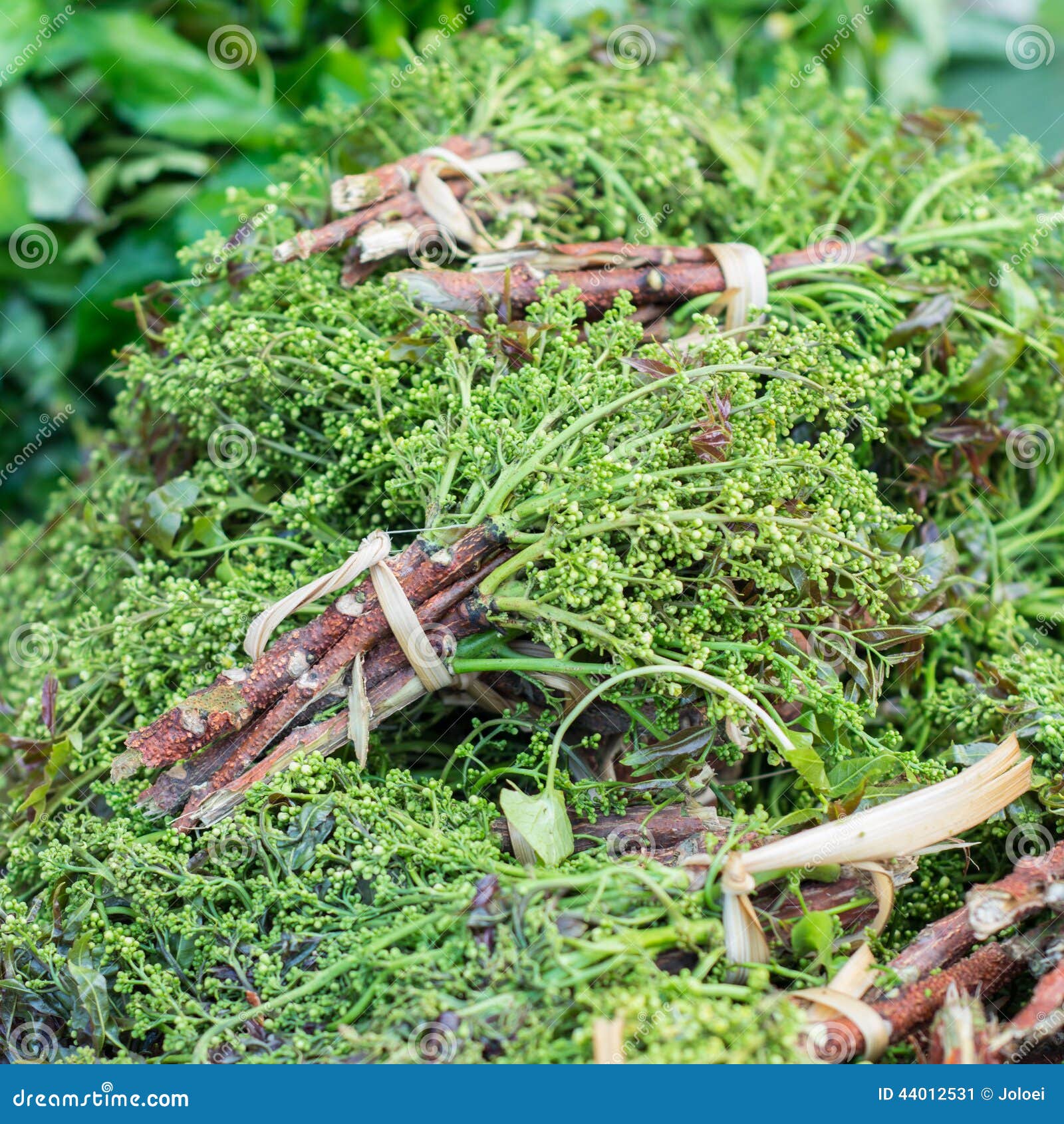 Siamese Neem Tree, Nim, Margosa, Quinine (Azadirachta Indica A. Juss ...