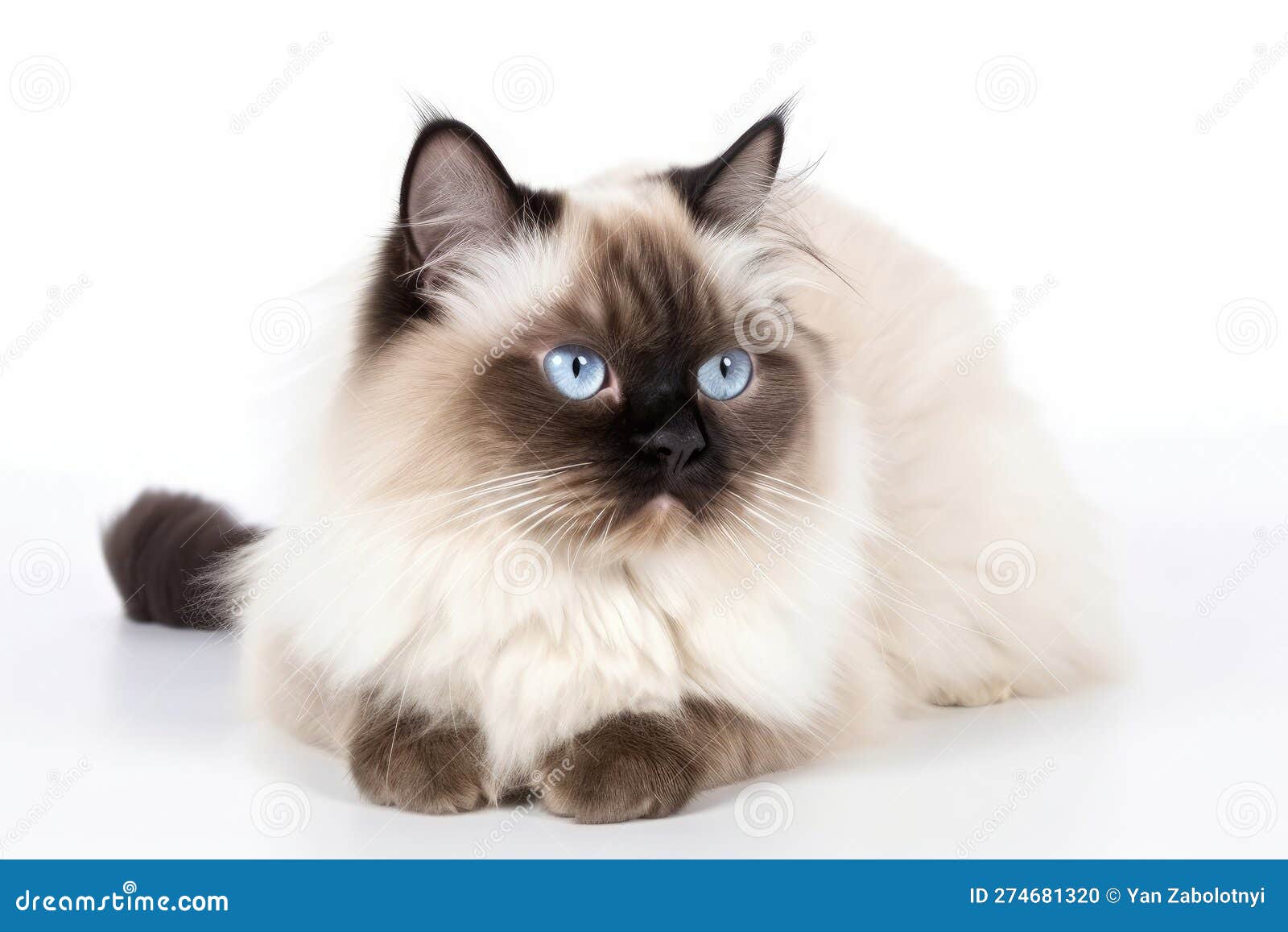 Siamese Persian Cat on White Background. Generative AI Stock ...