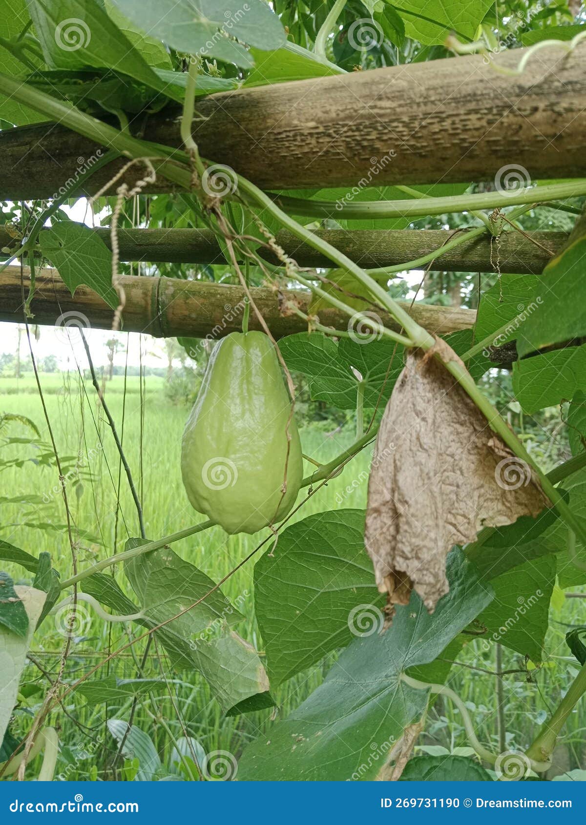 Siamese Pumpkin is One Type of Vegetable in Indonesia Stock Photo ...