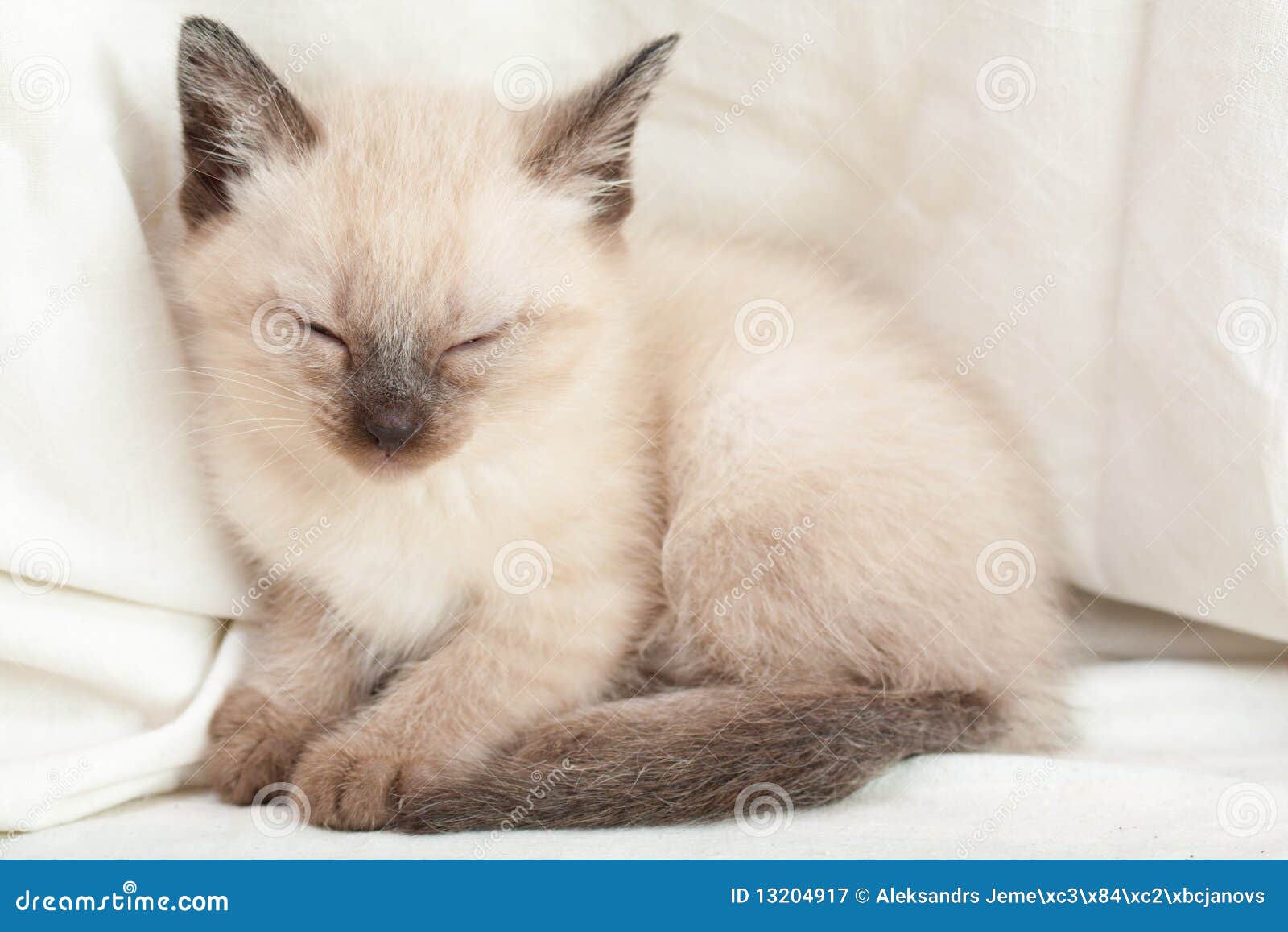 Siamese pussycat stock image. Image of whisker, siamese - 13204917