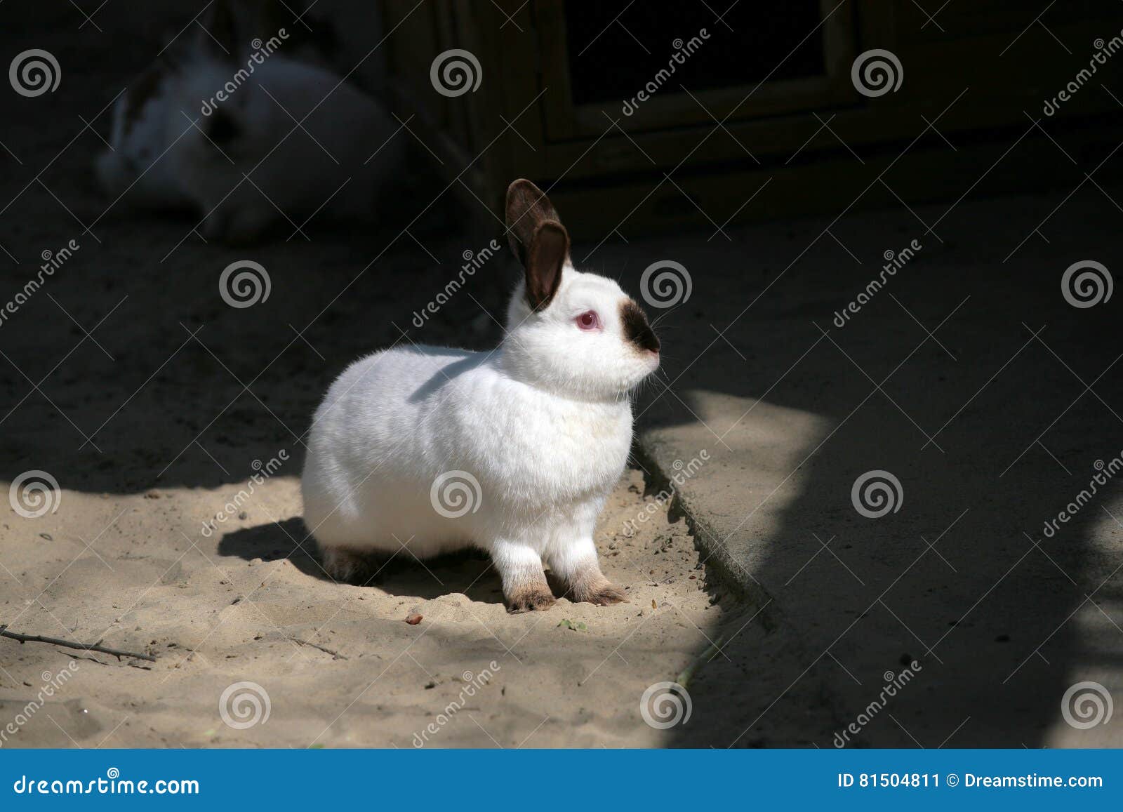Siamese rabbit stock image. Image of rabbit, farm, sunny - 81504811