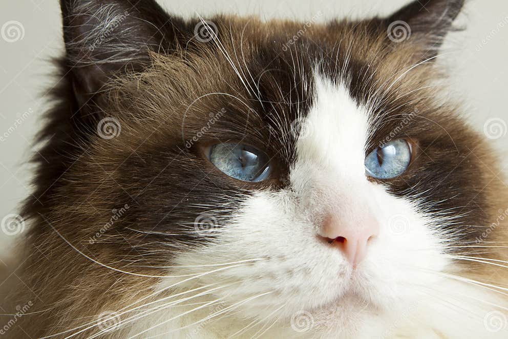 Siamese Ragdoll Cat stock image. Image of doll, pretty - 24707483