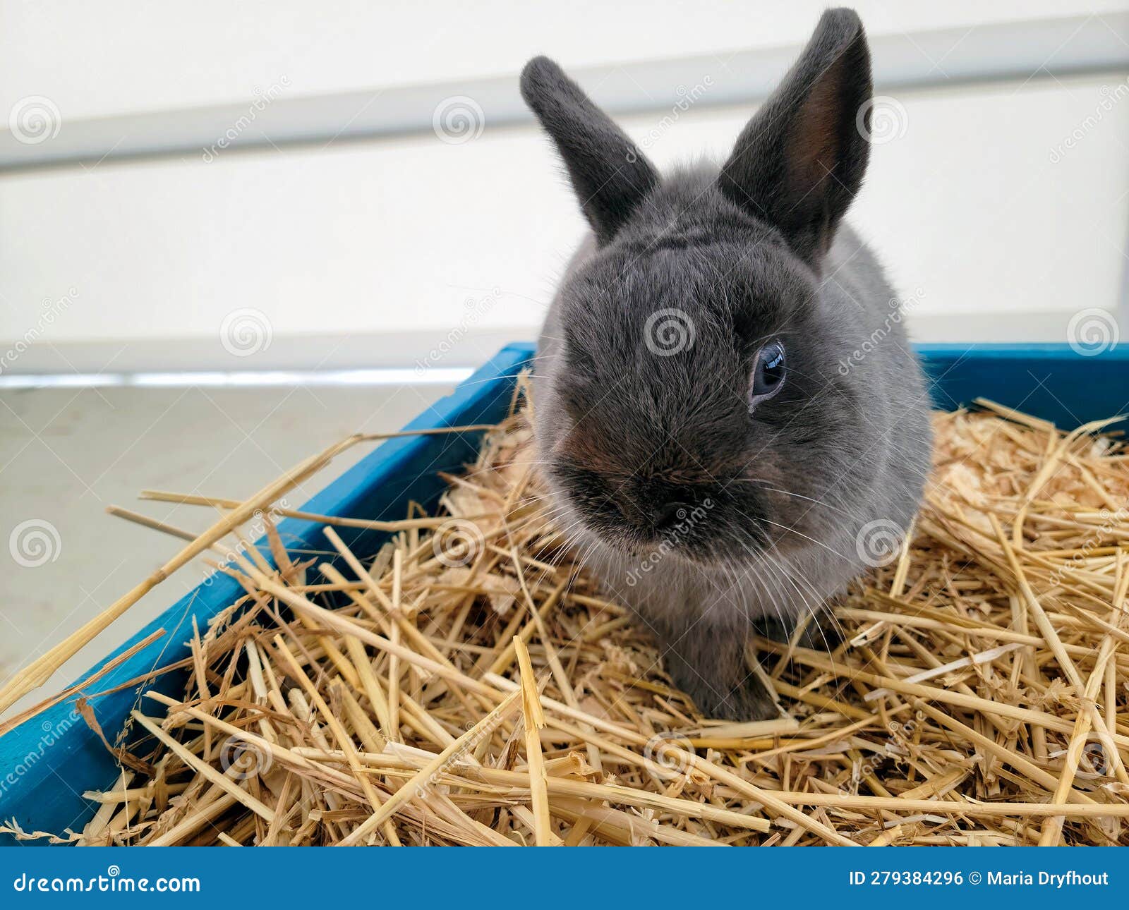 Siamese Sable Rabbit on Straw Stock Photo - Image of mammal, grey ...