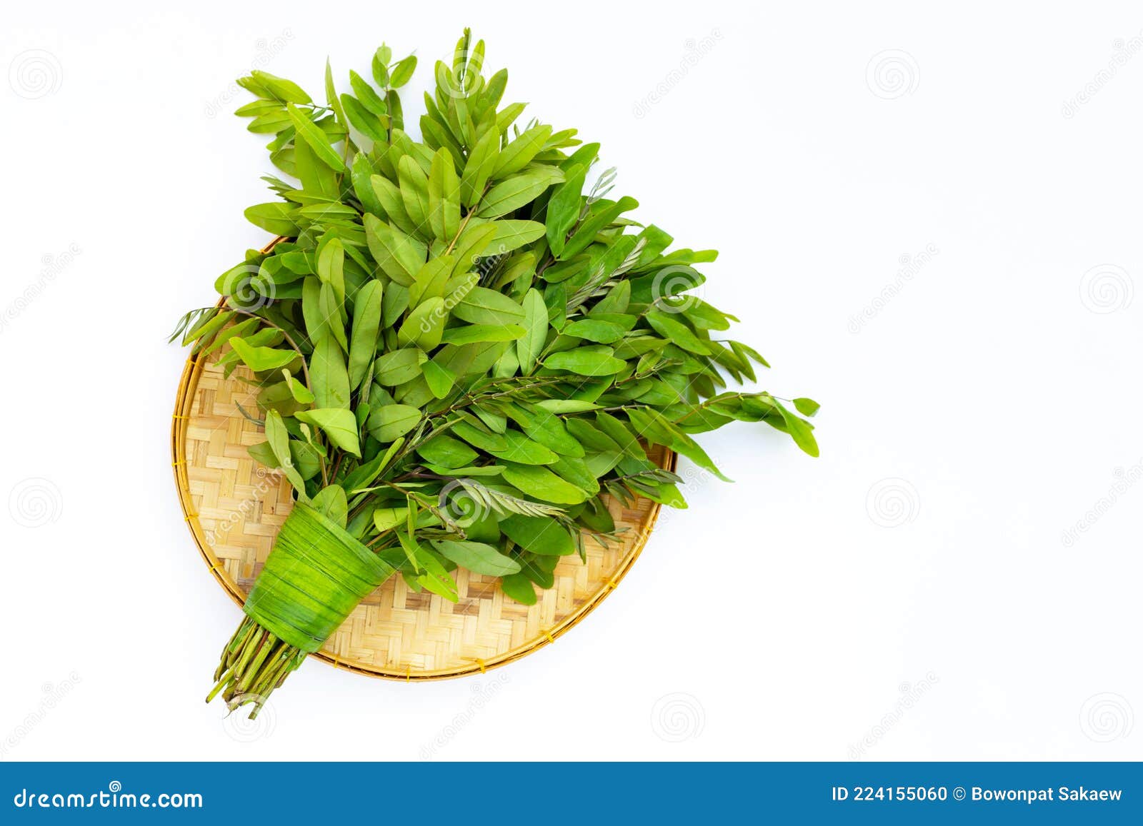 Siamese Senna, Siamese Cassia, Cassod Tree, Thai Copperpod Royalty-Free ...