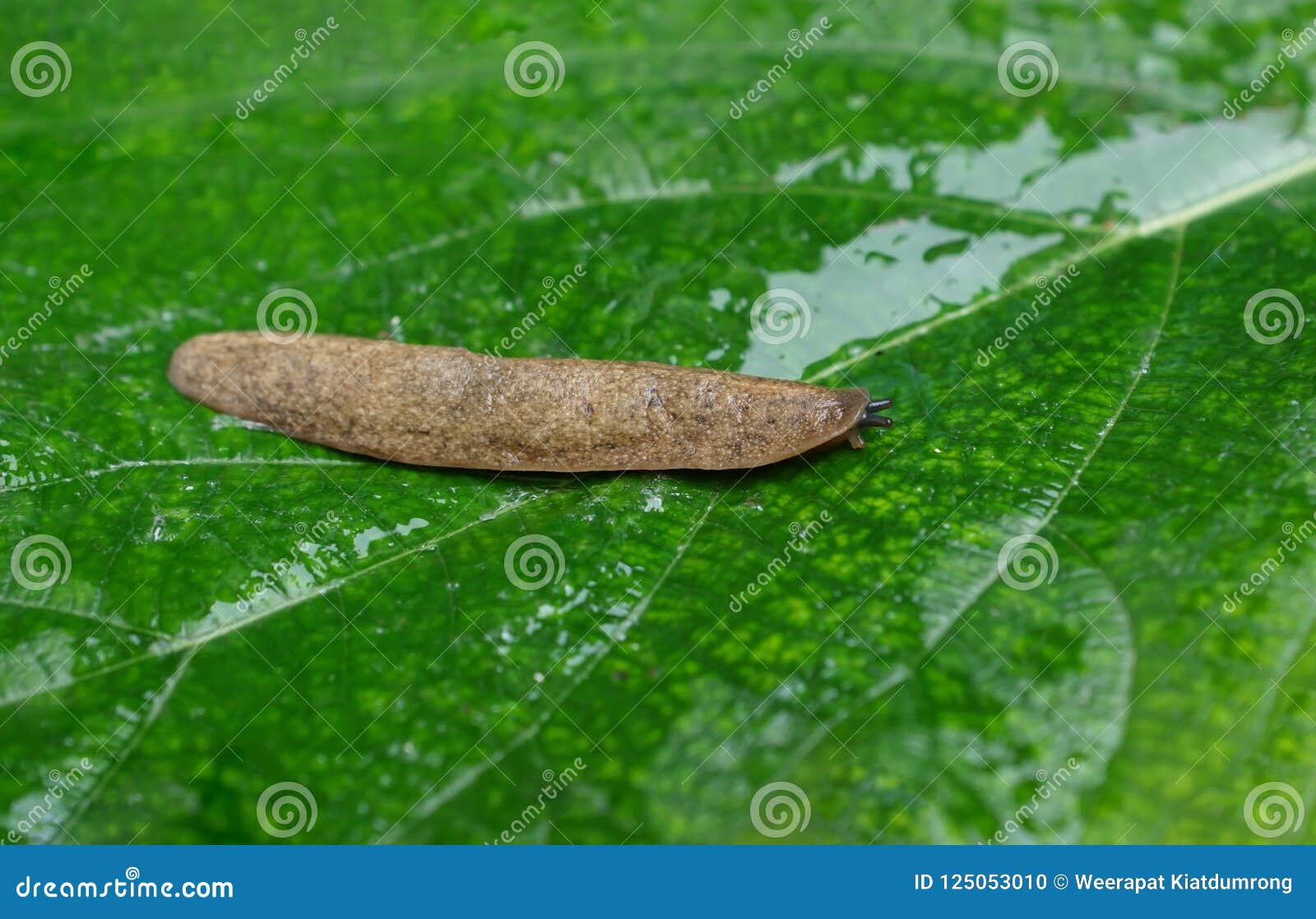 A Siamese slug stock photo. Image of isolated, asia - 125053010