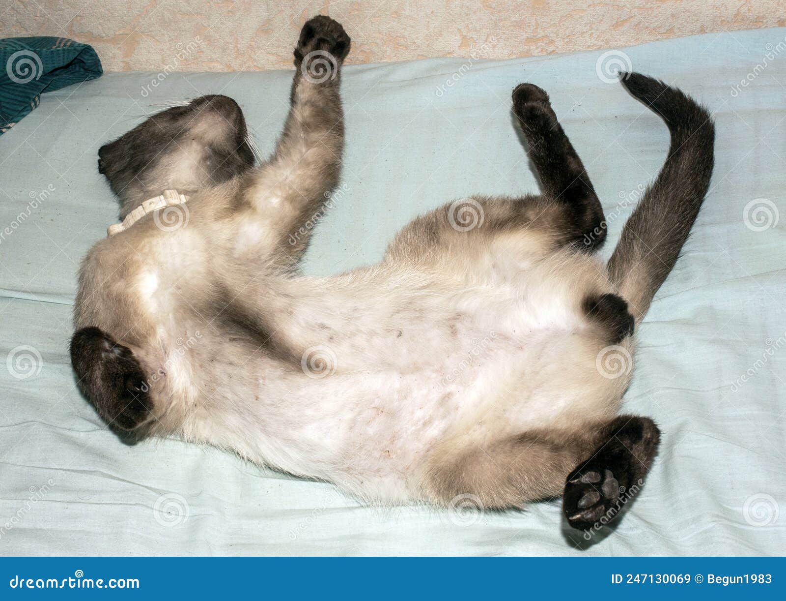 Siamese Street Cat.a Fighting Siamese Cat with Scars.a Wounded Siamese ...