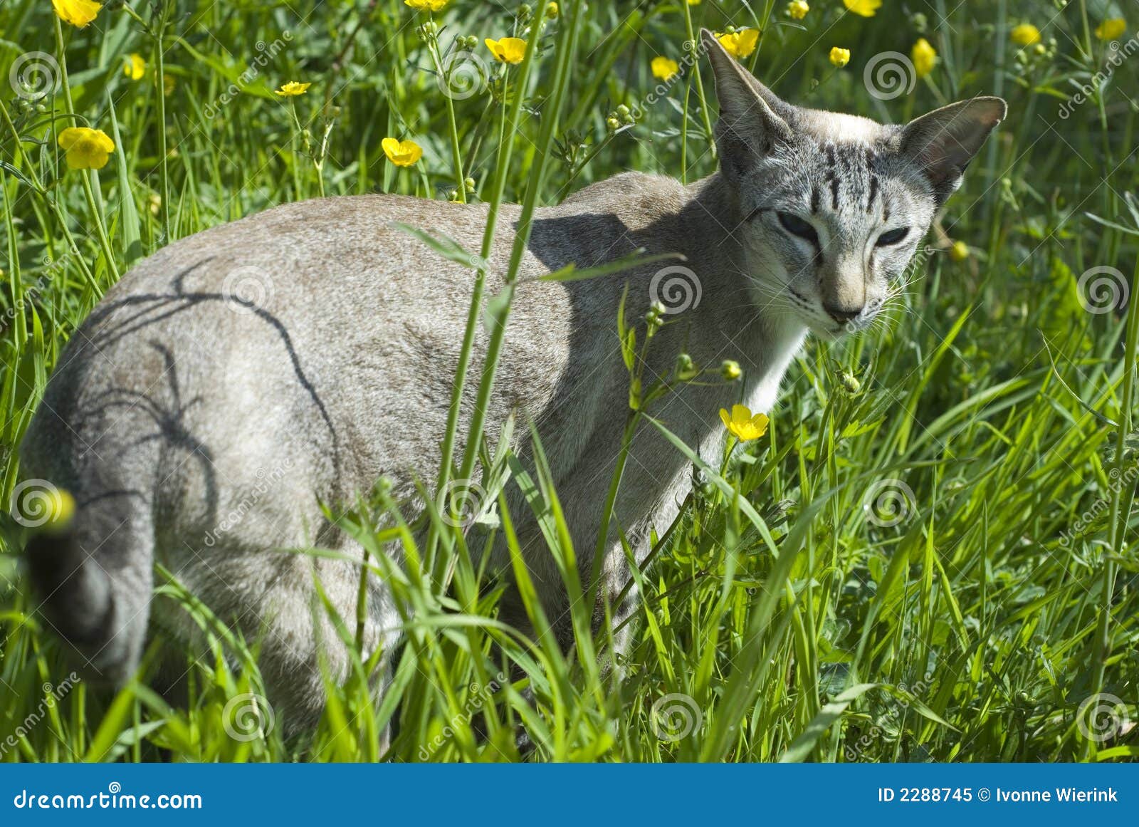 Siamese tabby point cat stock image. Image of points, wild - 2288745