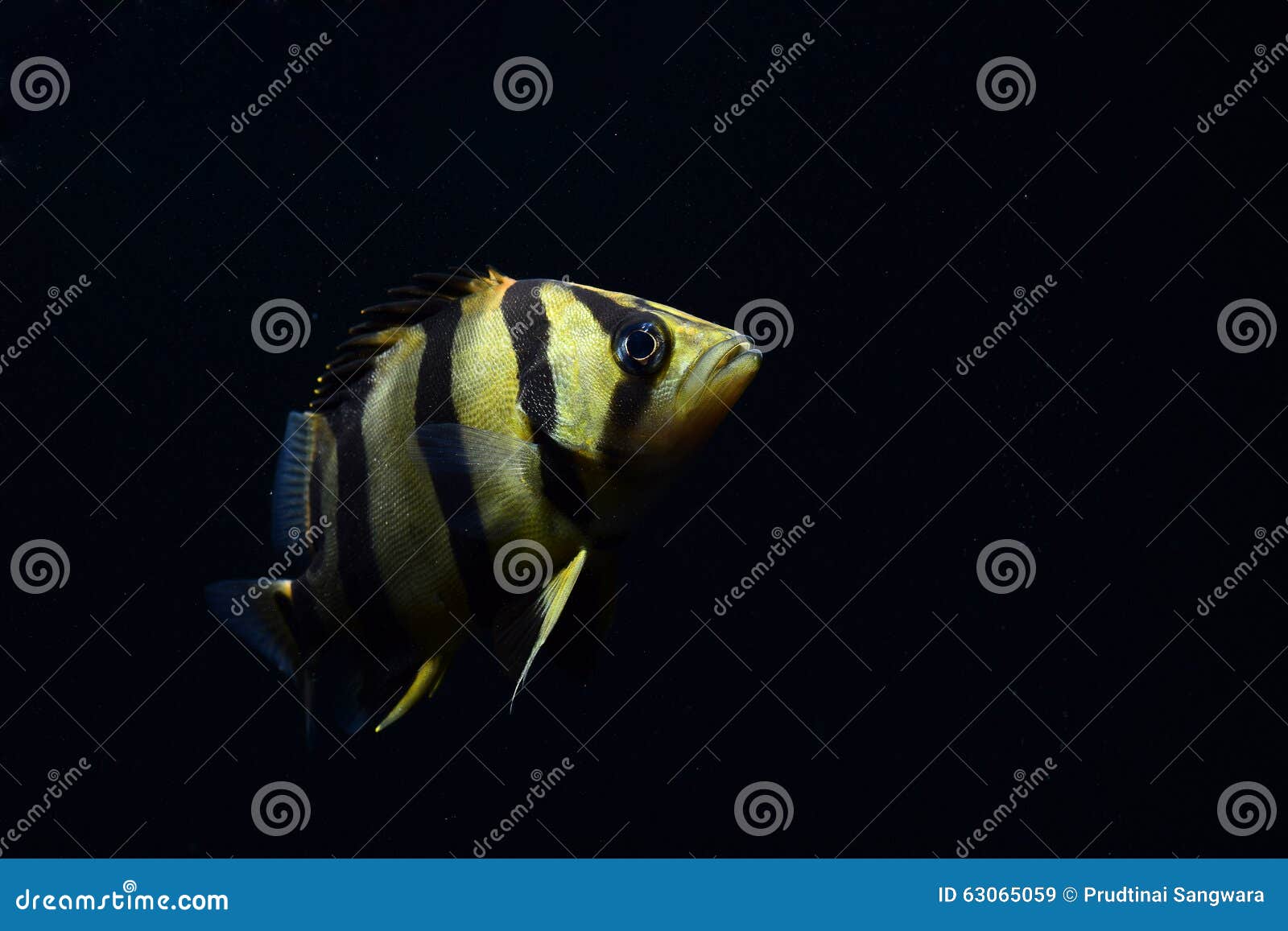 SIAMESE TIGER FISH stock image. Image of wildlife, sumatra - 63065059