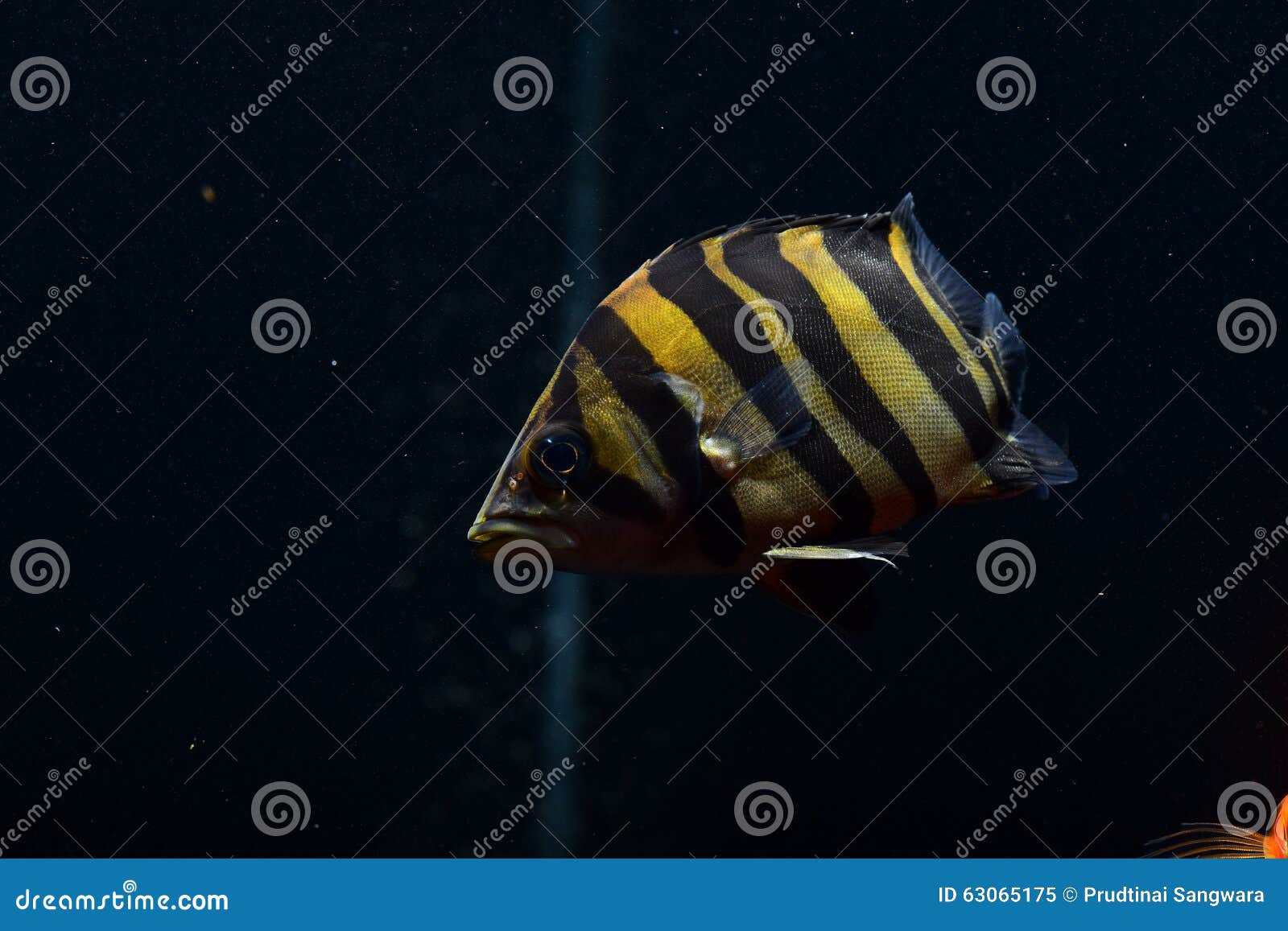 SIAMESE TIGER FISH stock image. Image of white, striped - 63065175