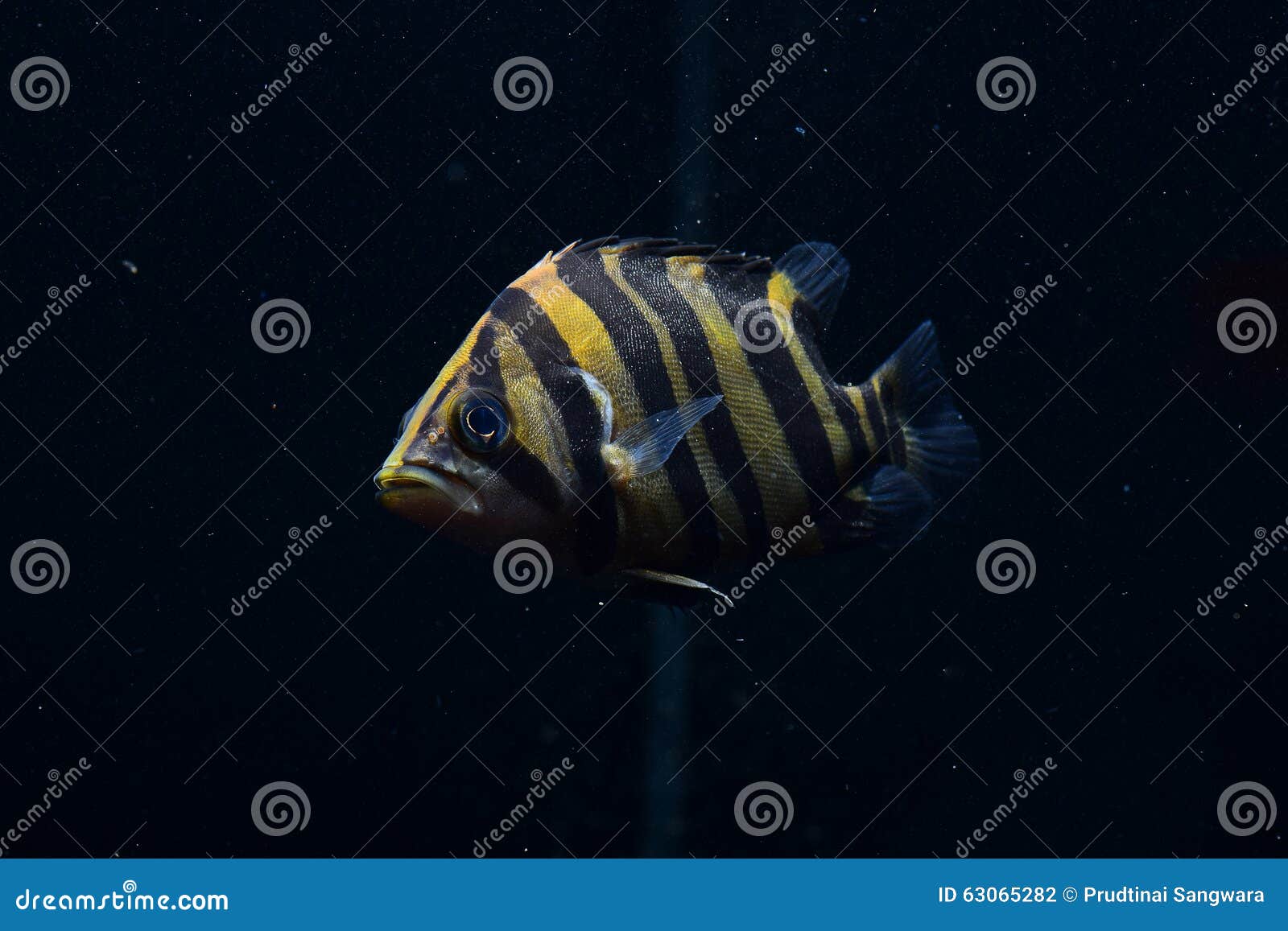 SIAMESE TIGER FISH stock photo. Image of game, yellow - 63065282