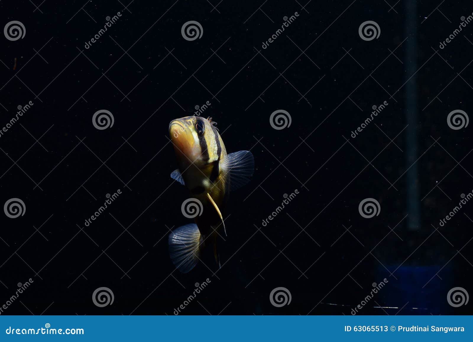 SIAMESE TIGER FISH stock image. Image of wildlife, tropical - 63065513