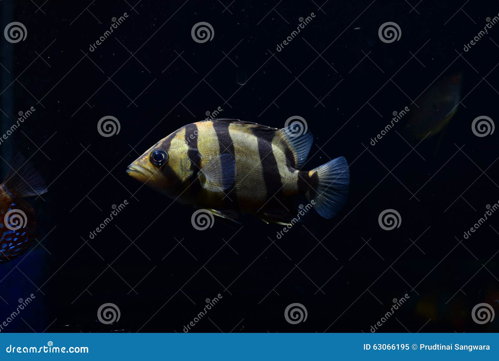 SIAMESE TIGER FISH stock image. Image of water, lyon - 63066195