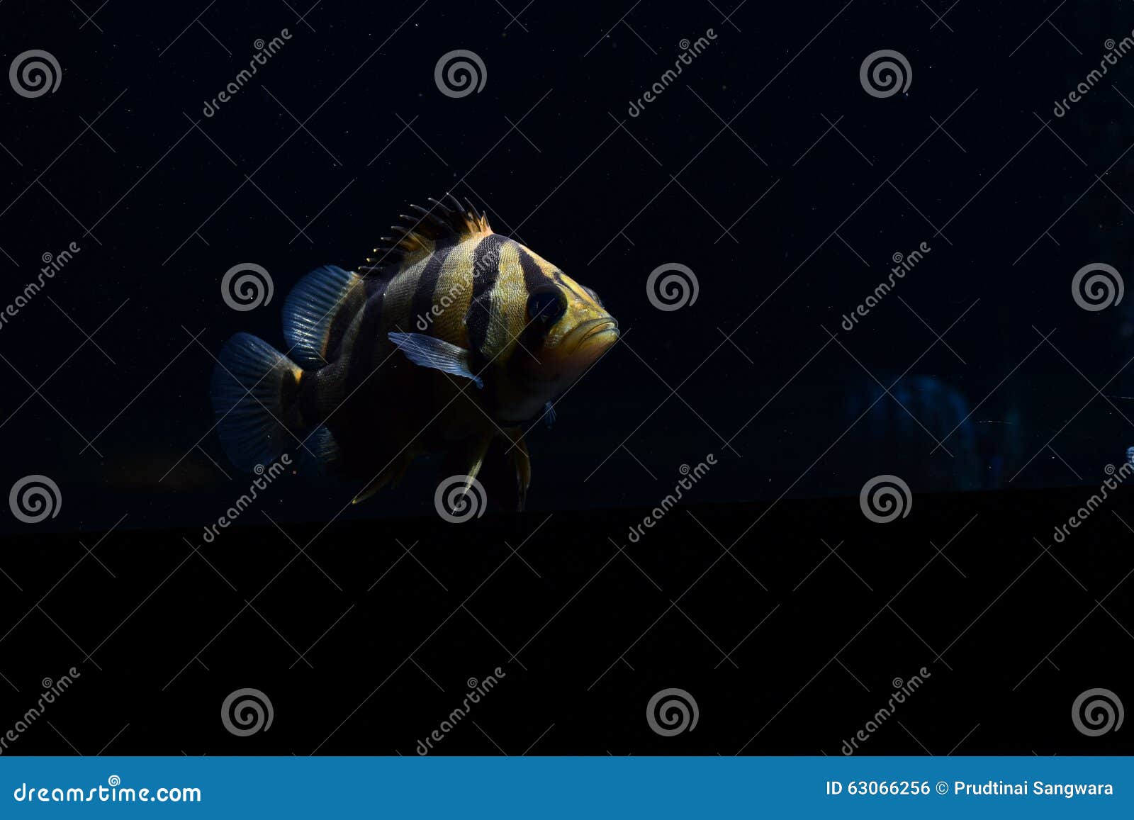 SIAMESE TIGER FISH stock photo. Image of lyon, sumatra - 63066256