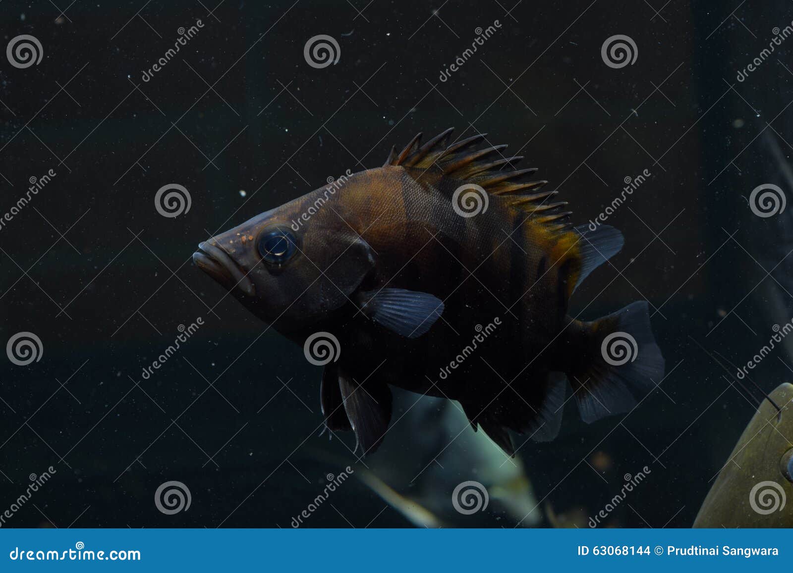 SIAMESE TIGER FISH stock photo. Image of tetrazona, nature - 63068144