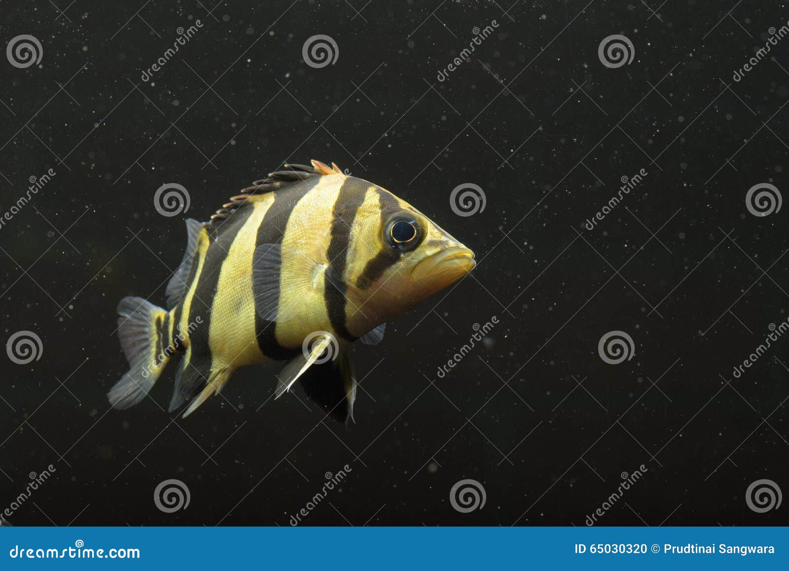 SIAMESE TIGER FISH stock photo. Image of wildlife, tigerfish - 65030320