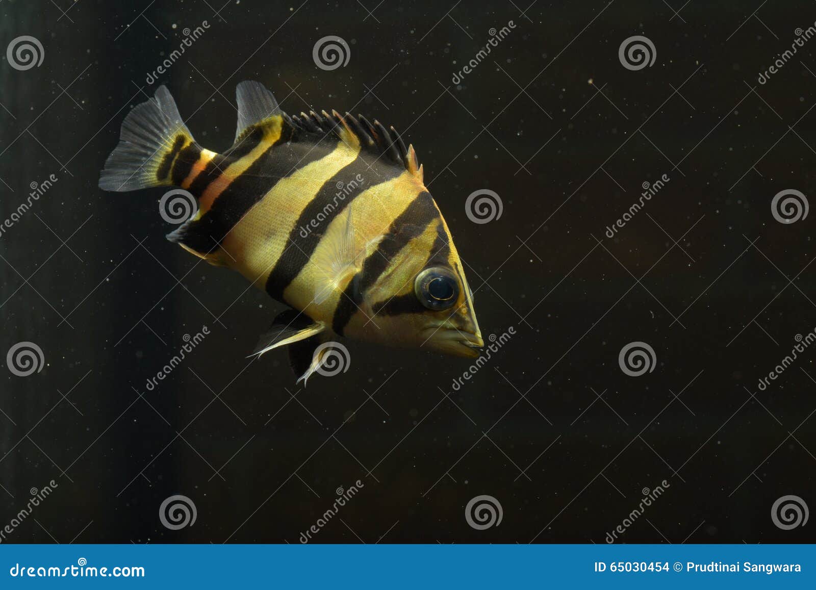 SIAMESE TIGER FISH stock photo. Image of sumatra, aquarium - 65030454