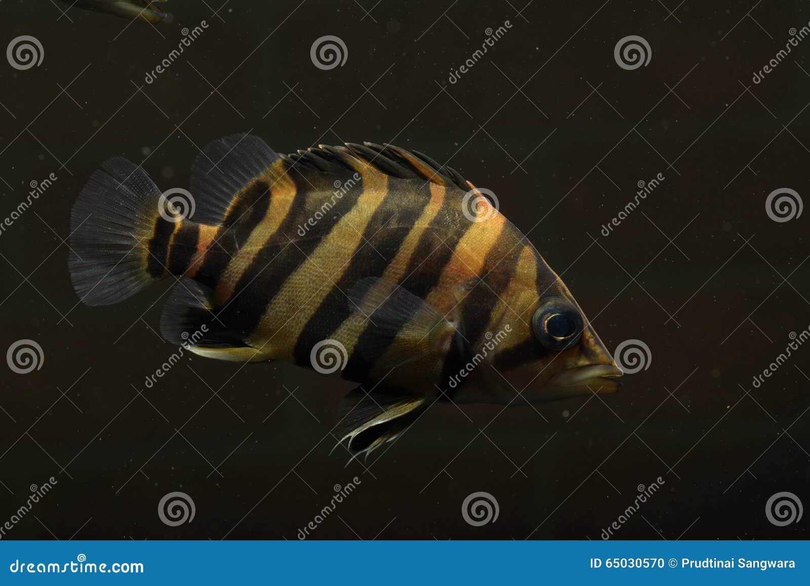 SIAMESE TIGER FISH stock photo. Image of white, sumatra - 65030570