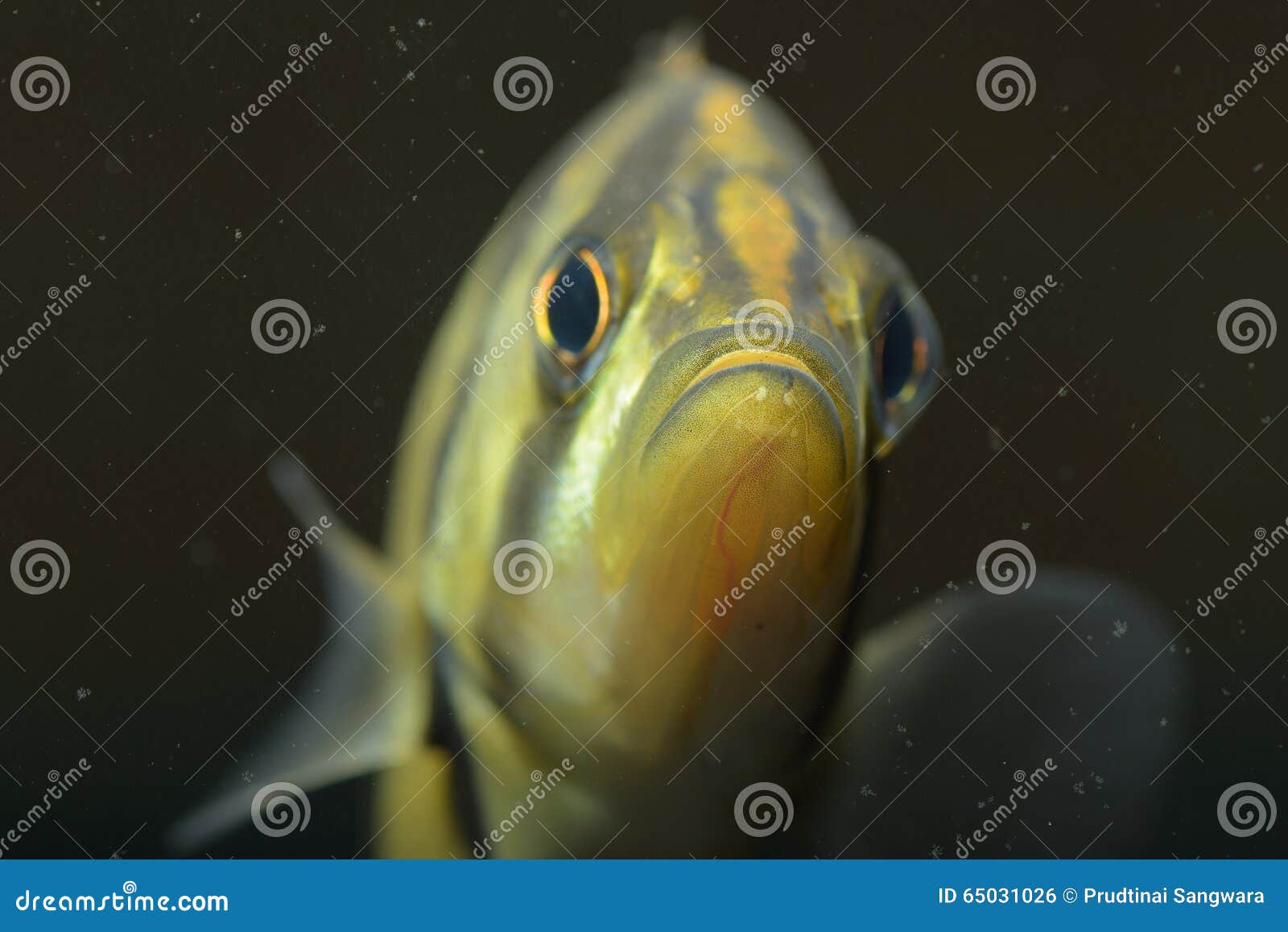 SIAMESE TIGER FISH stock photo. Image of fish, colorful - 65031026