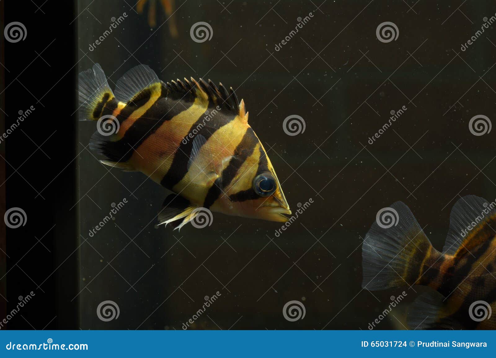 SIAMESE TIGER FISH stock photo. Image of water, fish - 65031724