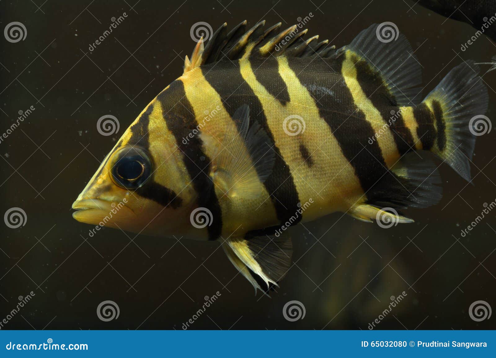 SIAMESE TIGER FISH stock photo. Image of animal, exotic - 65032080