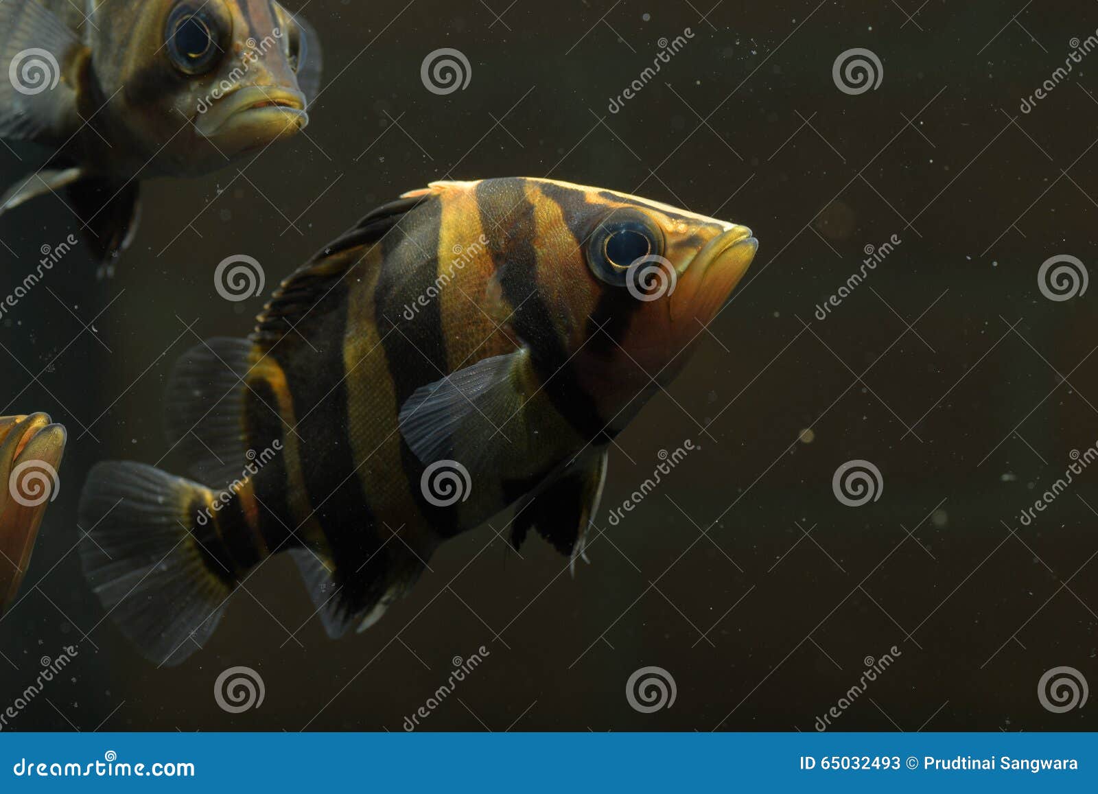 SIAMESE TIGER FISH stock image. Image of tropical, barbus - 65032493