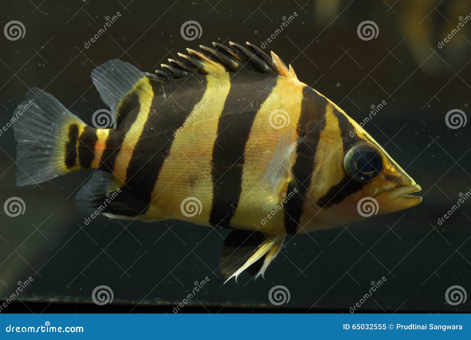 SIAMESE TIGER FISH stock image. Image of exotic, barb - 65032555