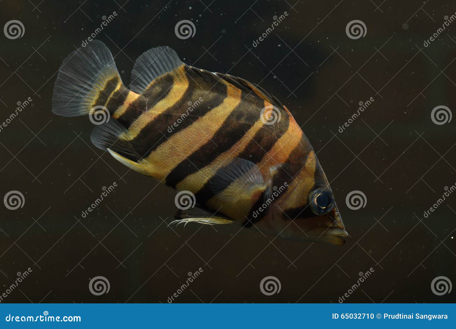 SIAMESE TIGER FISH stock photo. Image of water, tropical - 65032710