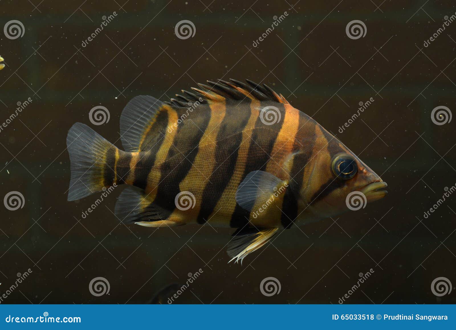SIAMESE TIGER FISH stock photo. Image of white, isolated - 65033518