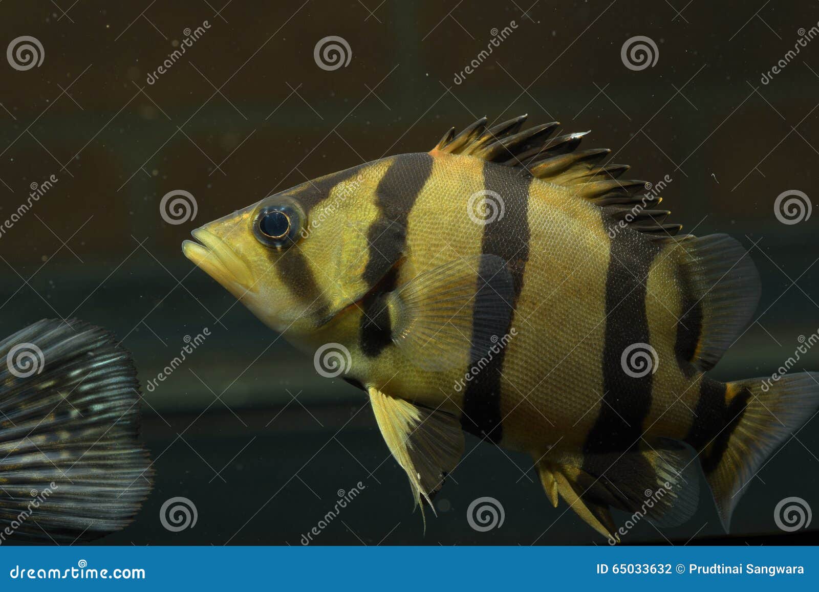 SIAMESE TIGER FISH stock photo. Image of white, animal - 65033632