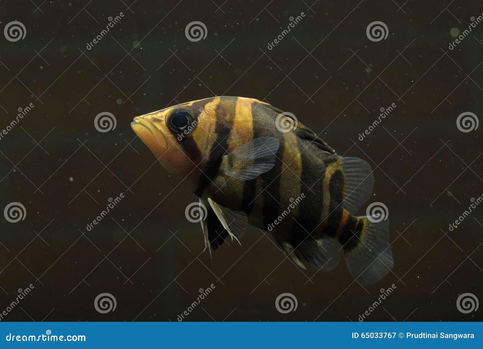 SIAMESE TIGER FISH stock image. Image of tiger, sumatra - 65033767