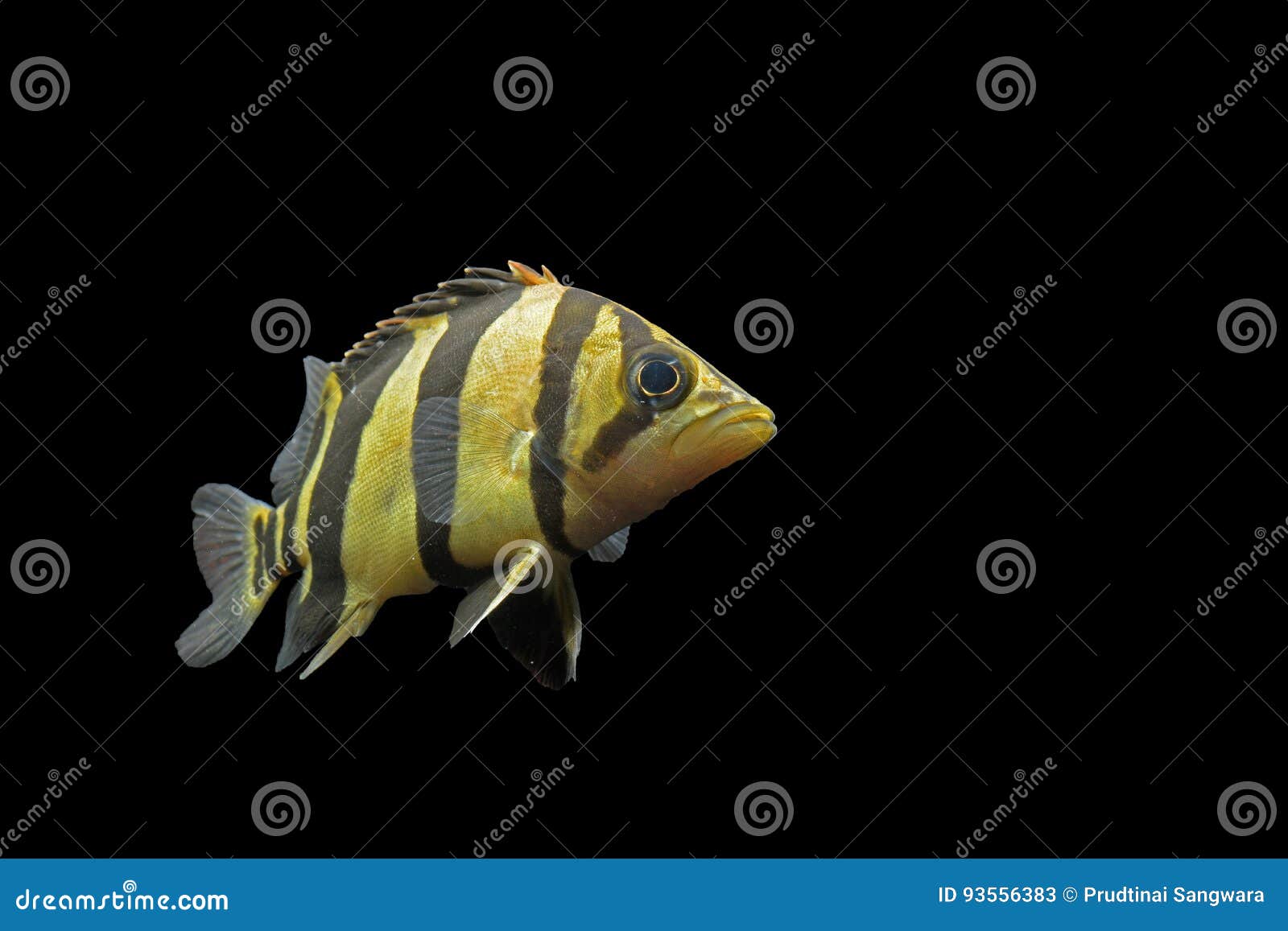 SIAMESE TIGER FISH stock image. Image of tetrazona, tigerfish - 93556383