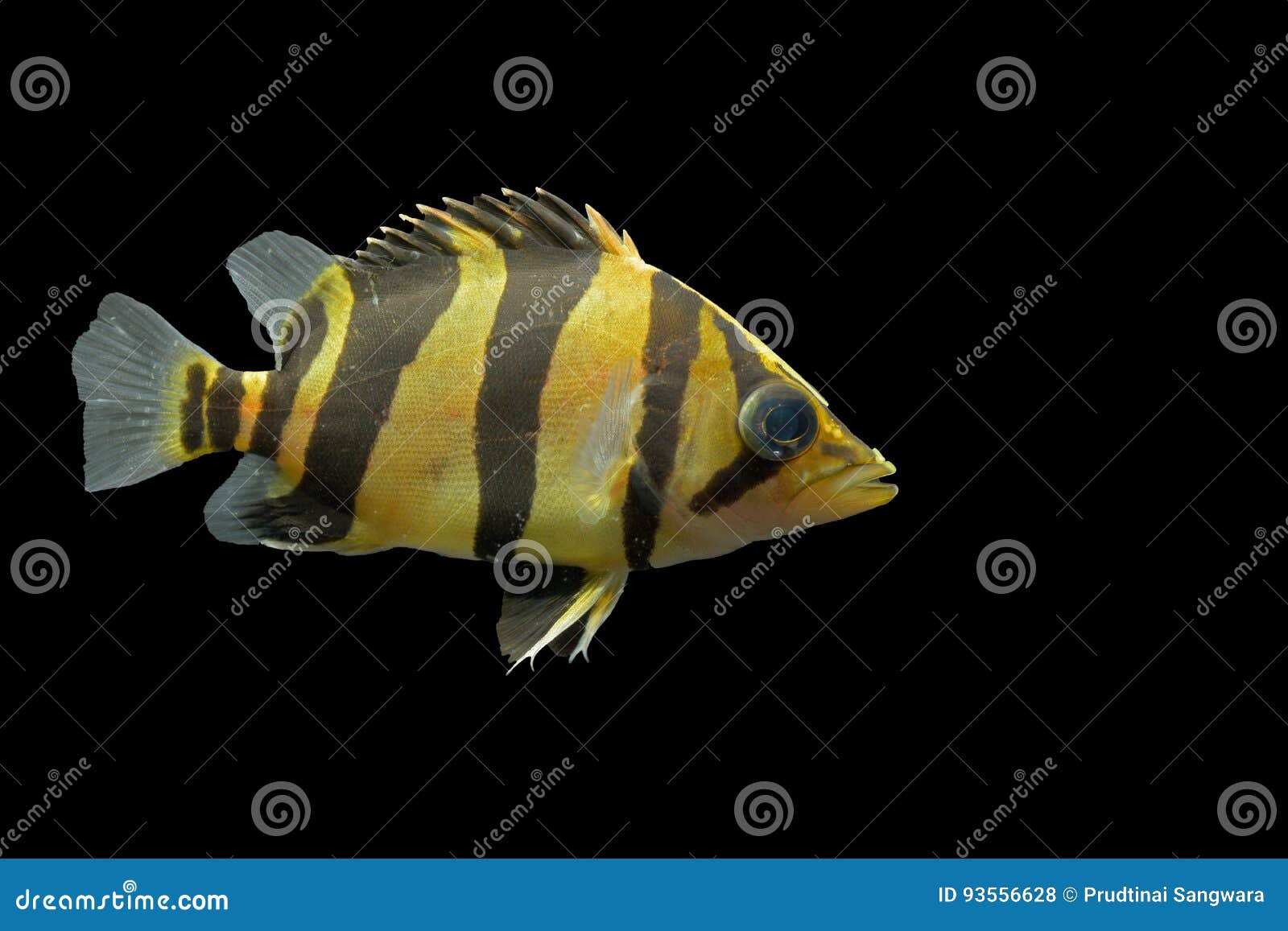 SIAMESE TIGER FISH stock photo. Image of tigerfish, white - 93556628