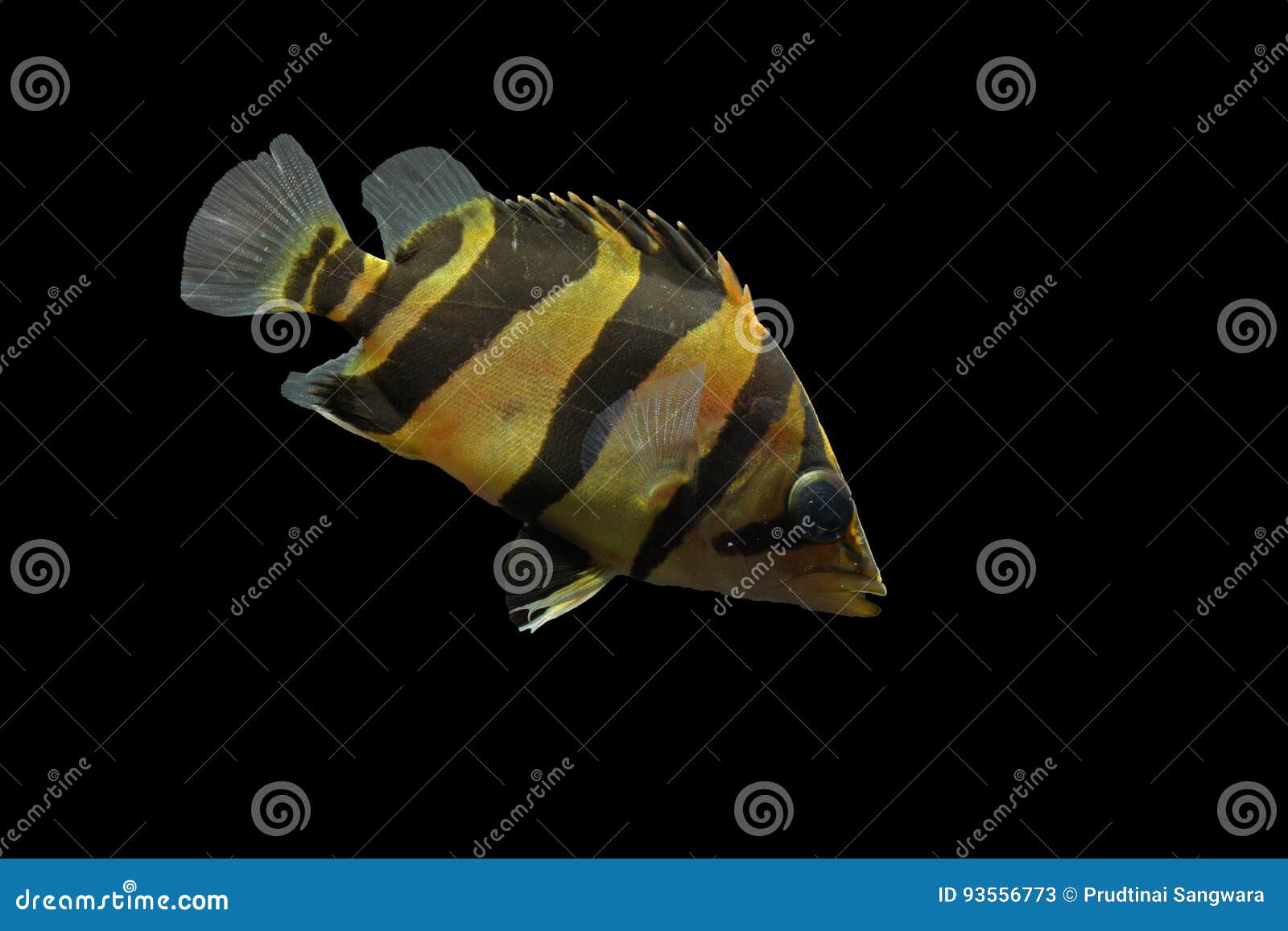 SIAMESE TIGER FISH stock image. Image of black, yellow - 93556773