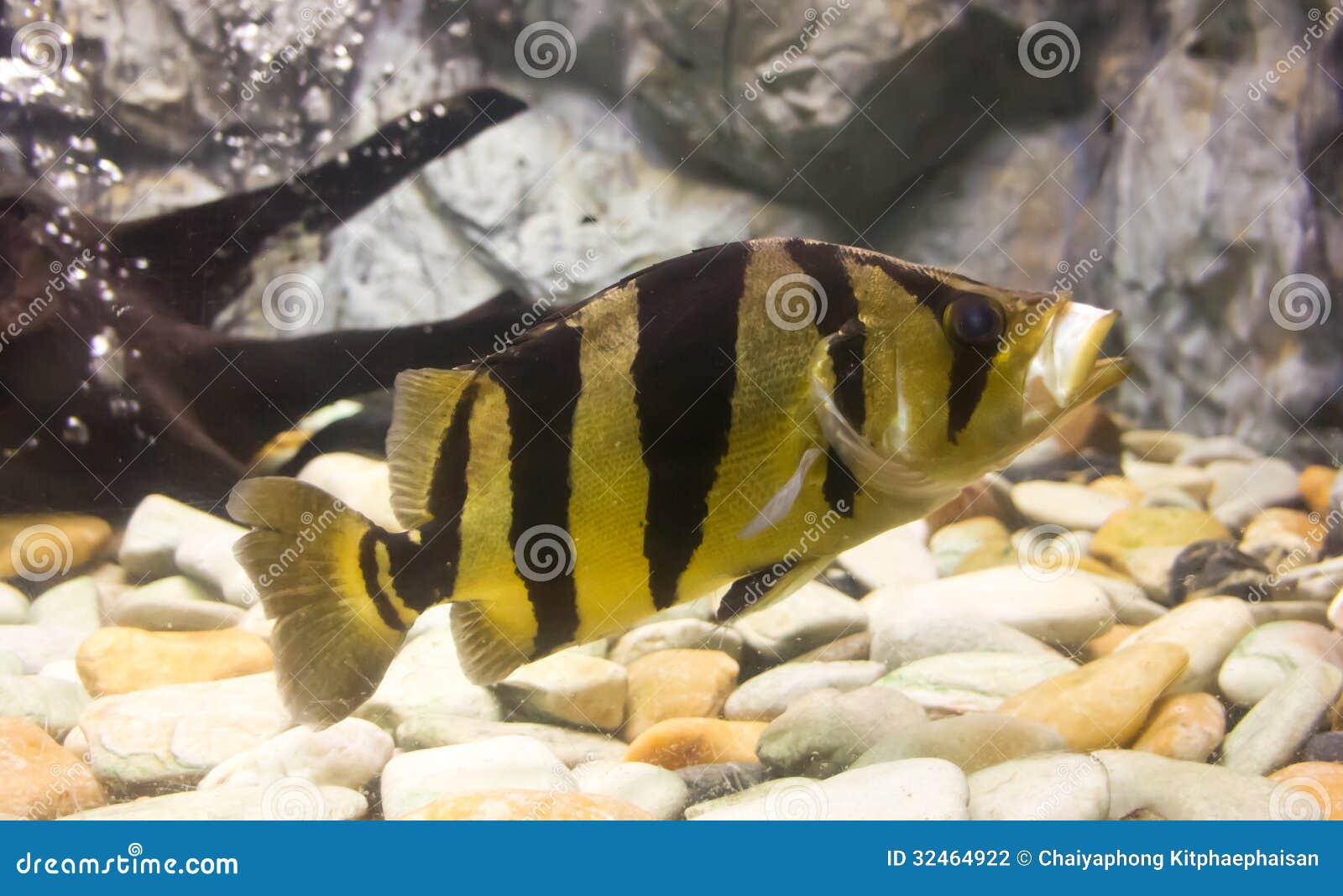 Siamese Tigerfish stock photo. Image of water, aqua, tropical - 32464922