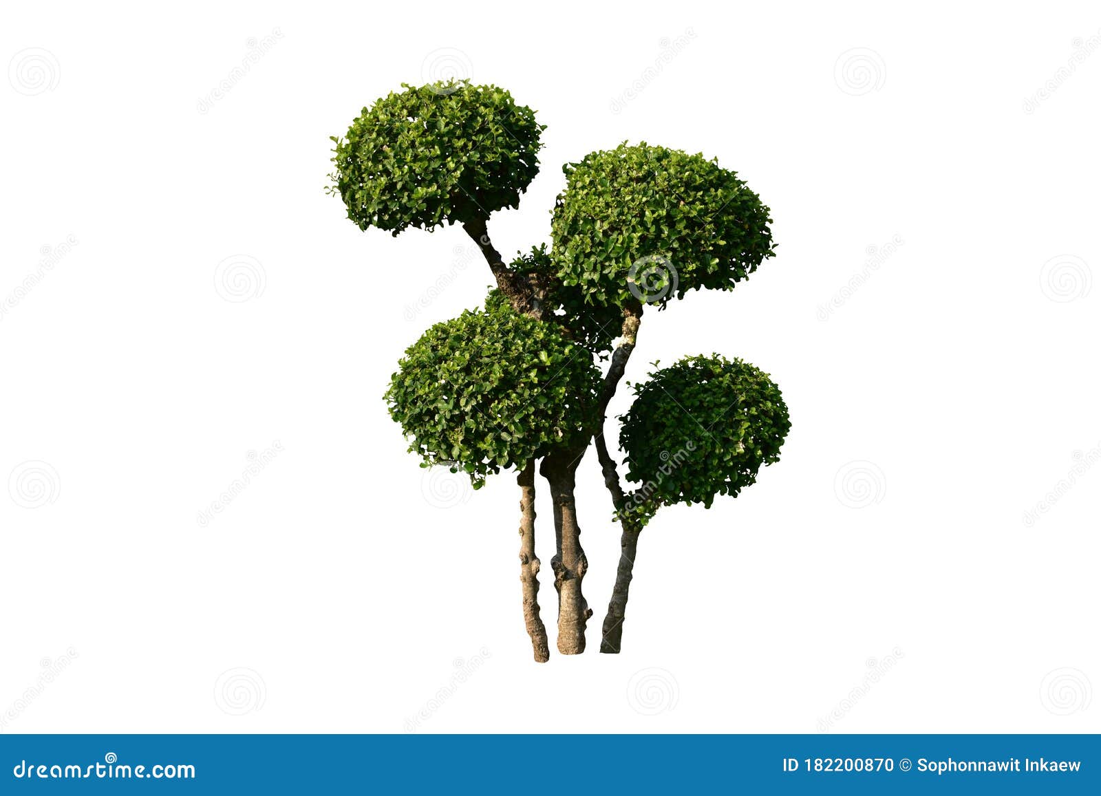 Siamese toothbrush tree stock photo. Image of botanical - 182200870