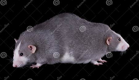Siamese Twin Rats stock photo. Image of isolated, cute - 17636716