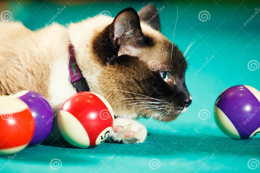 Siamesische Katze stockfoto. Bild von katze, miezekatze - 31433508