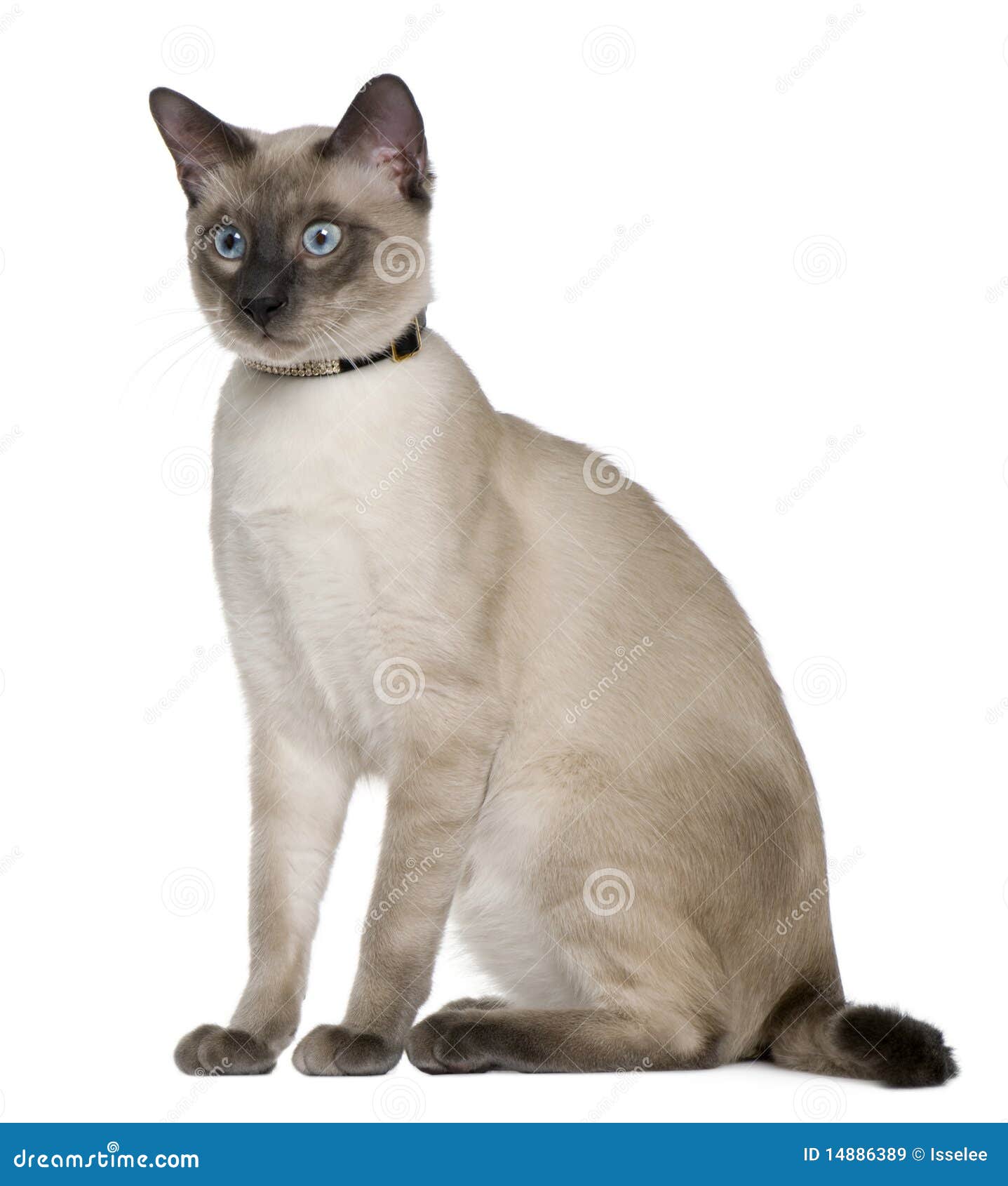 Siamesische Katze, 8 Monate Alte, Sitzend Stockbild - Bild von schauen ...