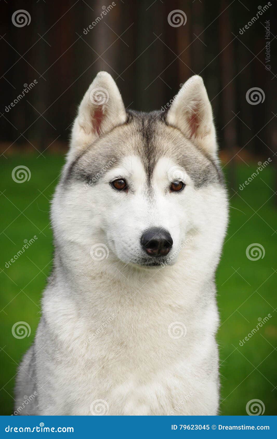 Sibarian husky kaya stock image. Image of kaya, wolf - 79623045